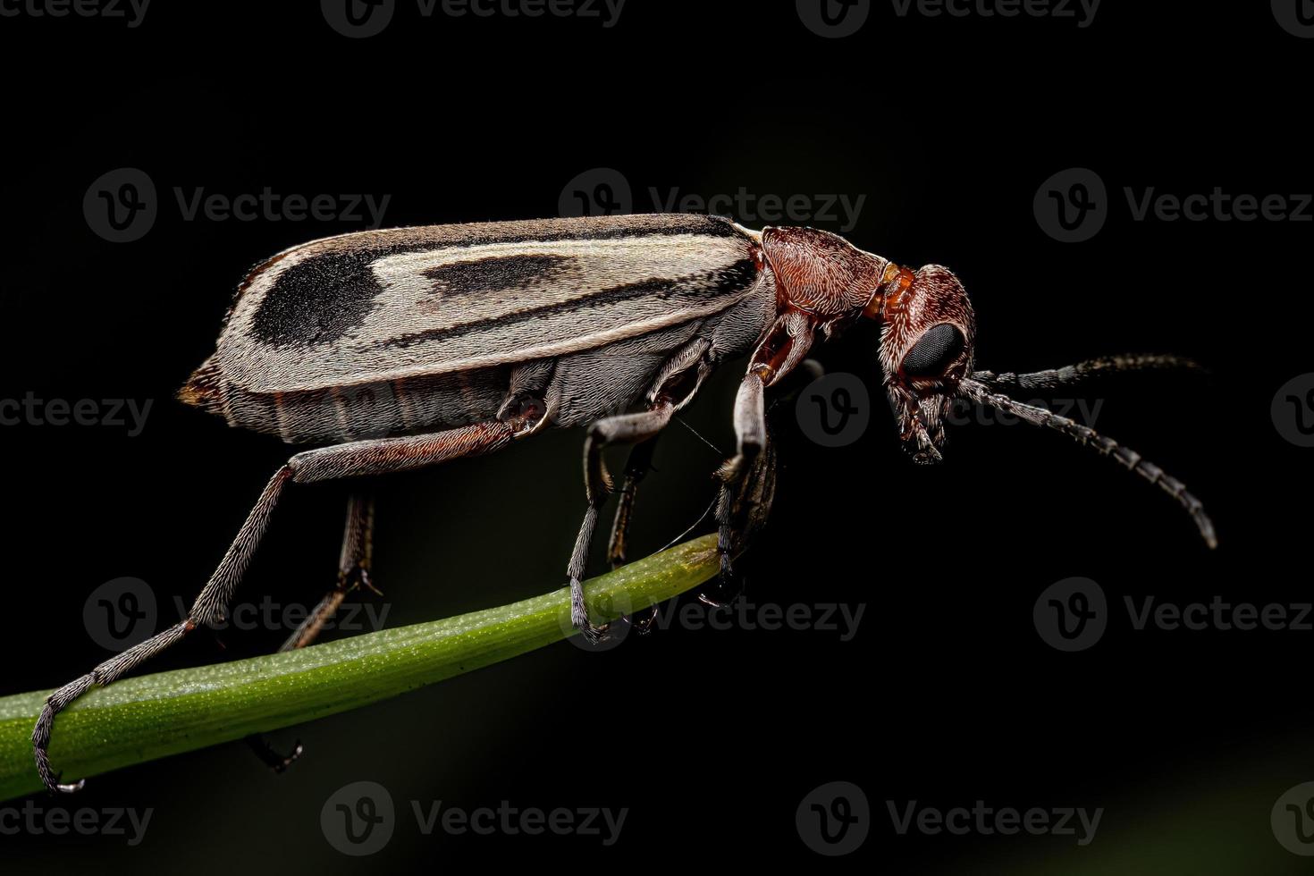 Escarabajo ampolla ardiente adulto 15327836 Foto de stock en Vecteezy