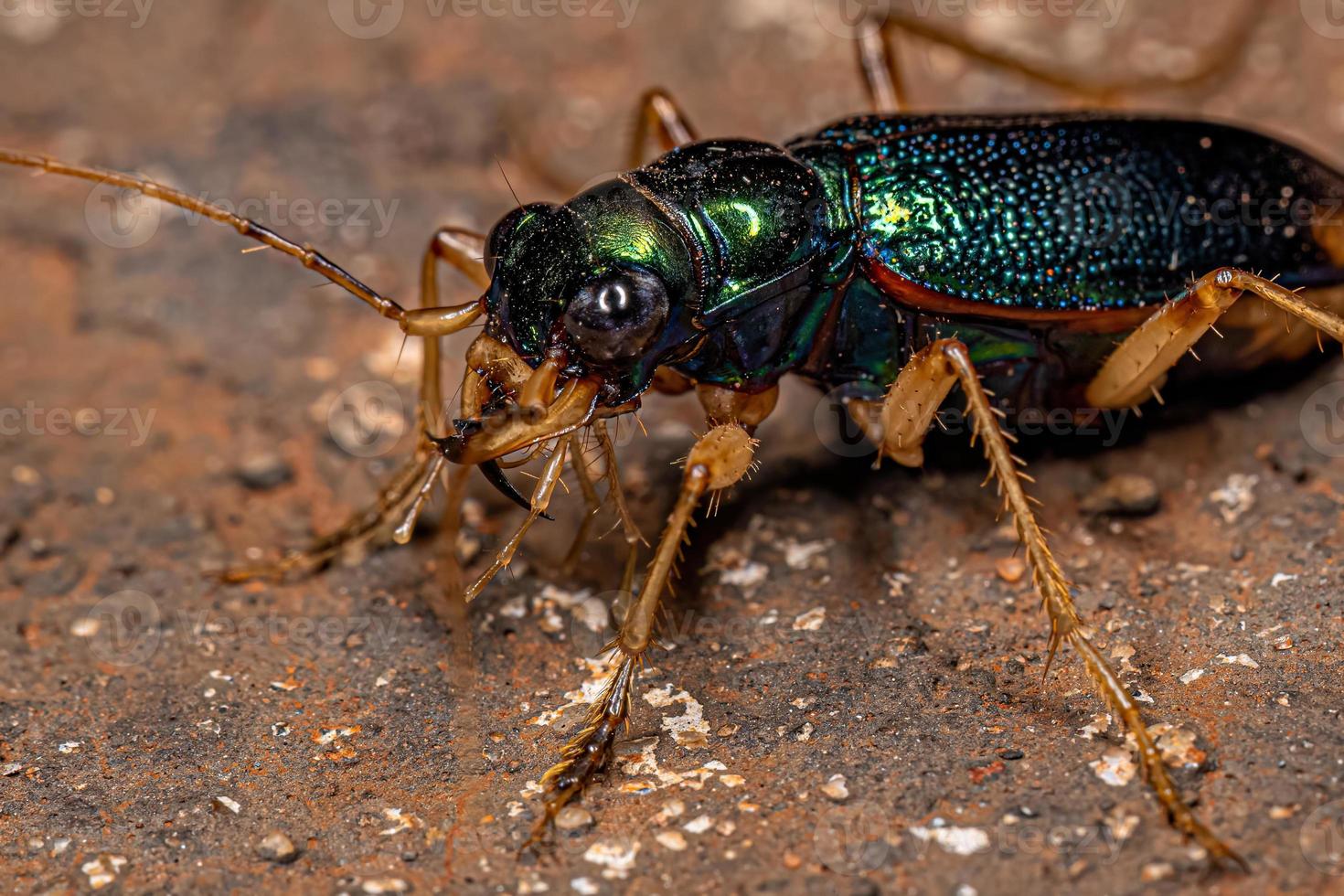 escarabajo tigre metálico adulto 15327920 Foto de stock en Vecteezy