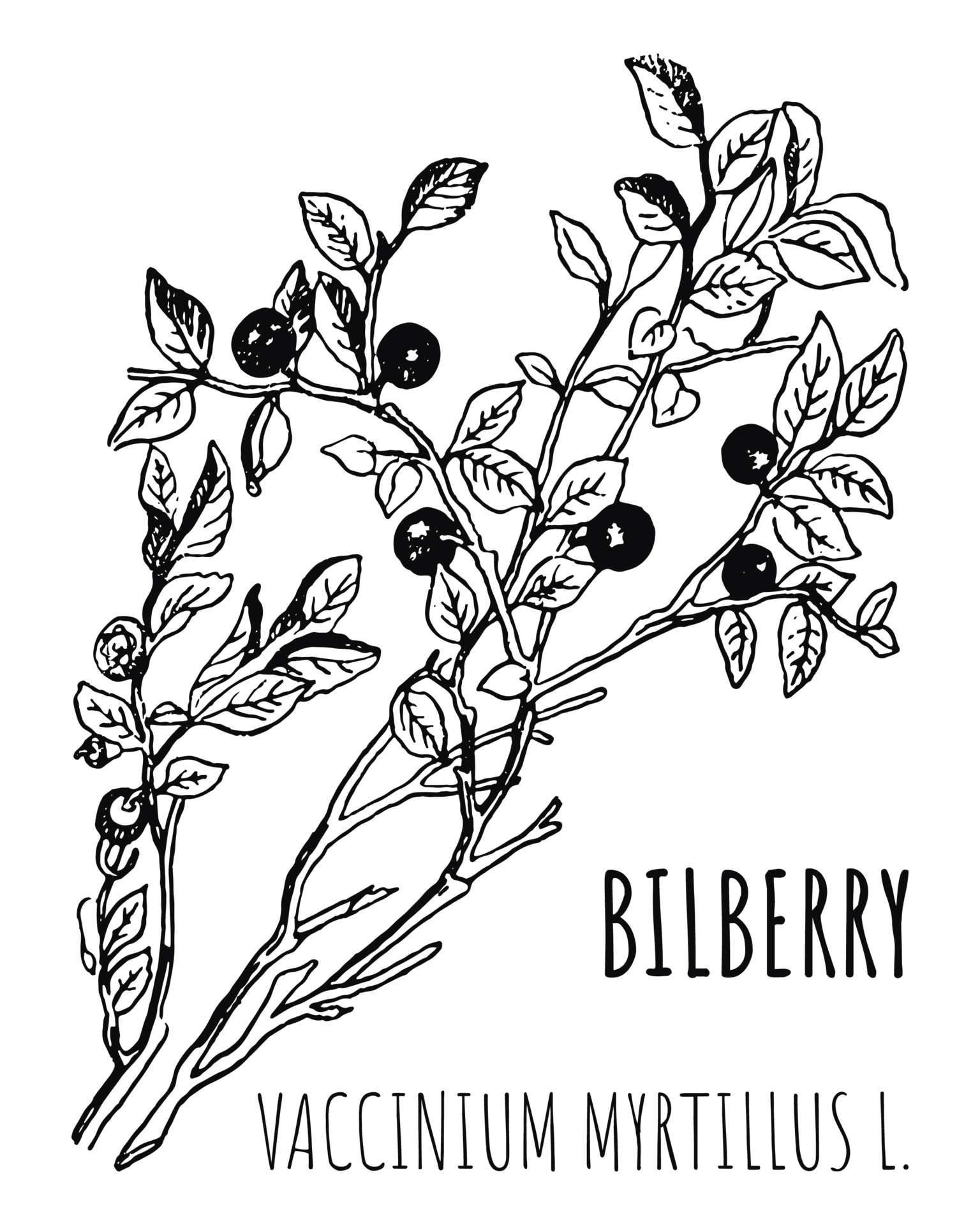 Free Drawings Of Blueberries Hand Drawn Illustration Latin Name free-drawings-of-blueberries-hand-drawn-illustration-latin-name