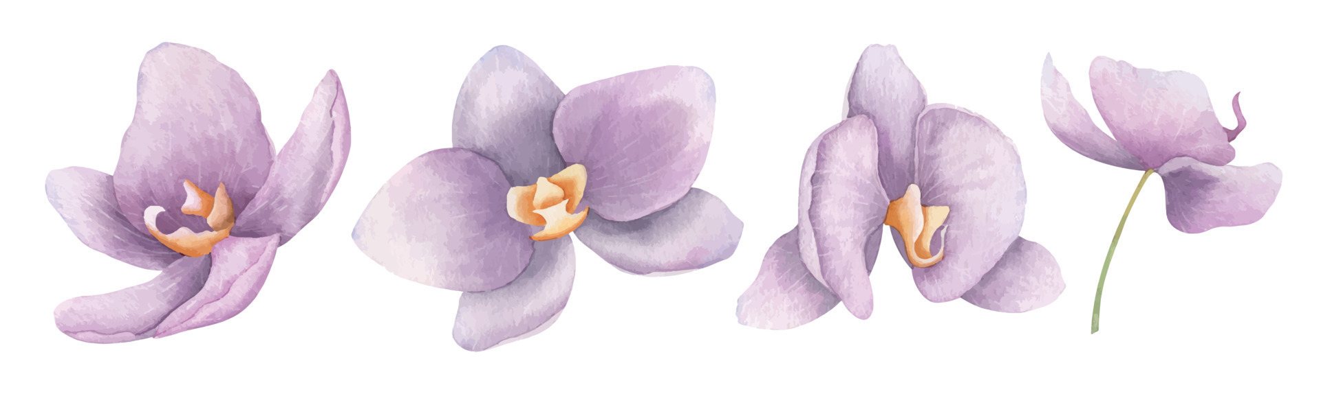 Watercolor Flowers Of Purple Orchid Phalaenopsis Hand Drawn Floral