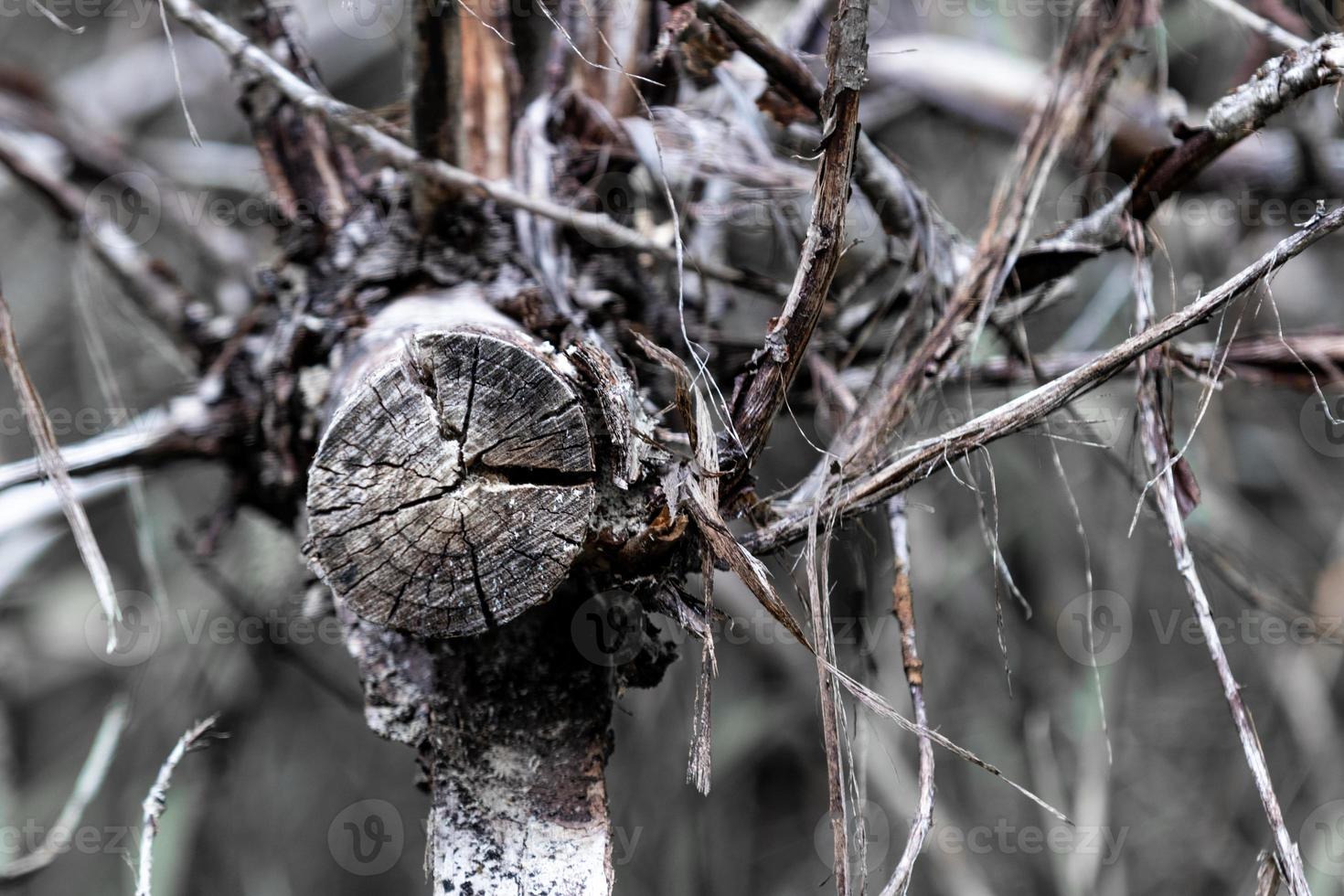 Dry cracked cut tree branch end 15446011 Stock Photo at Vecteezy