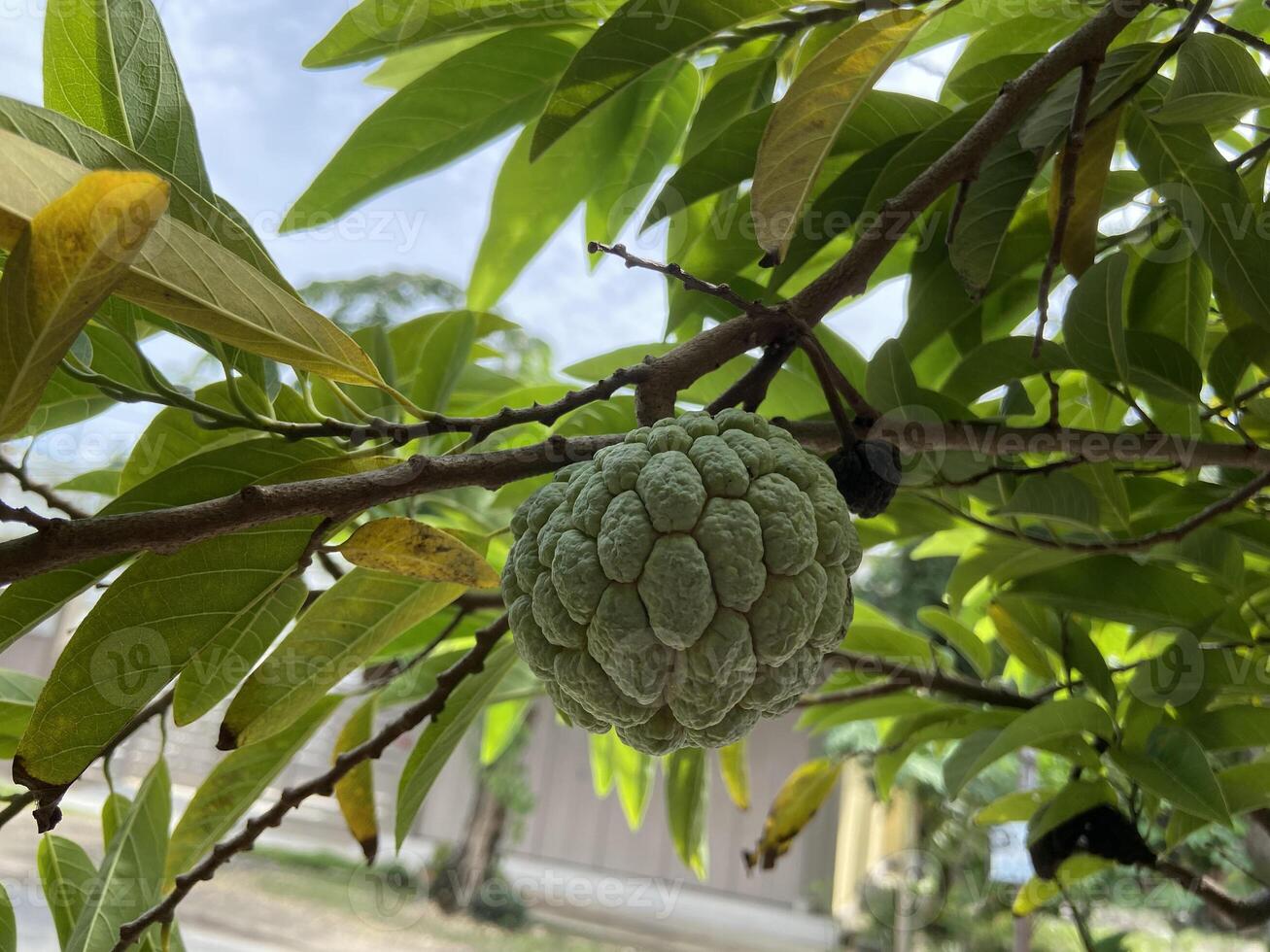 la manzana de azúcar o dulce, sirikaya en indonesia es el fruto comestible de anona squamosa, la ...