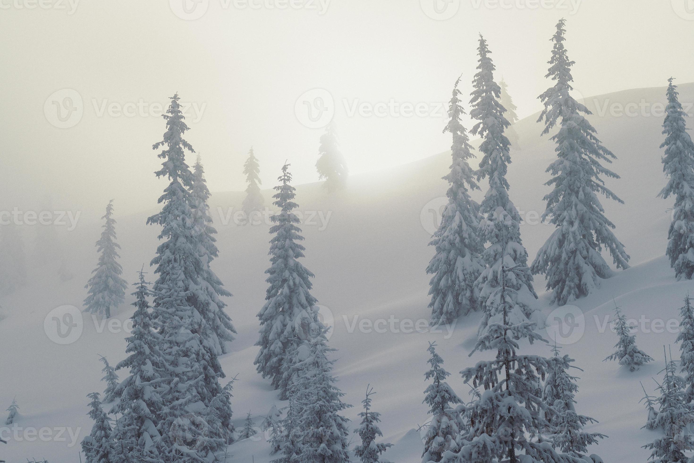 Snow capped pine trees with fog landscape photo 15503337 Stock Photo at ...