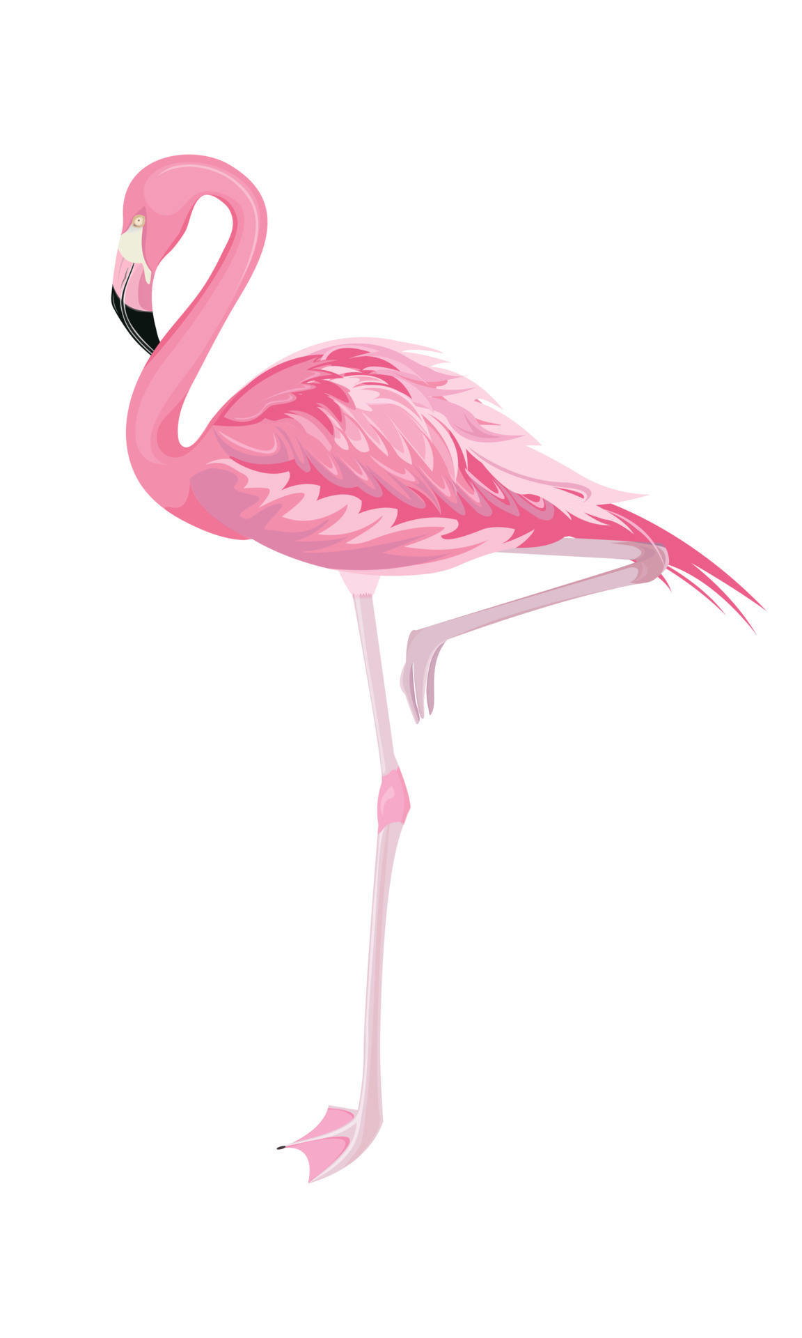 Pink Flamingo In Full Growth Highlighted On A White Background Side View With Raised Leg
