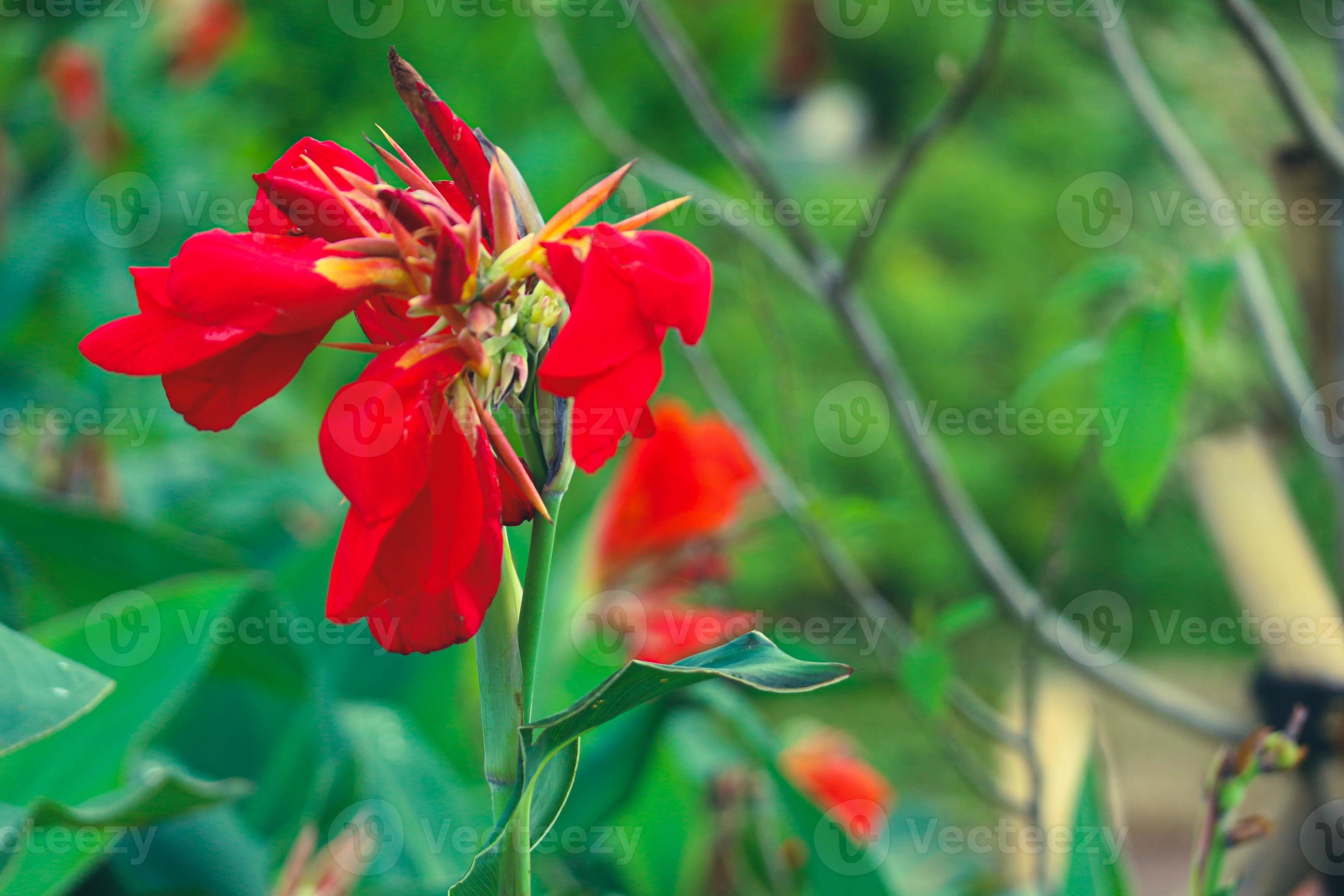Canna Indica Or Commonly Known As Red Canna Flower Or Tasbih Flower Is A Very Popular Ornamental