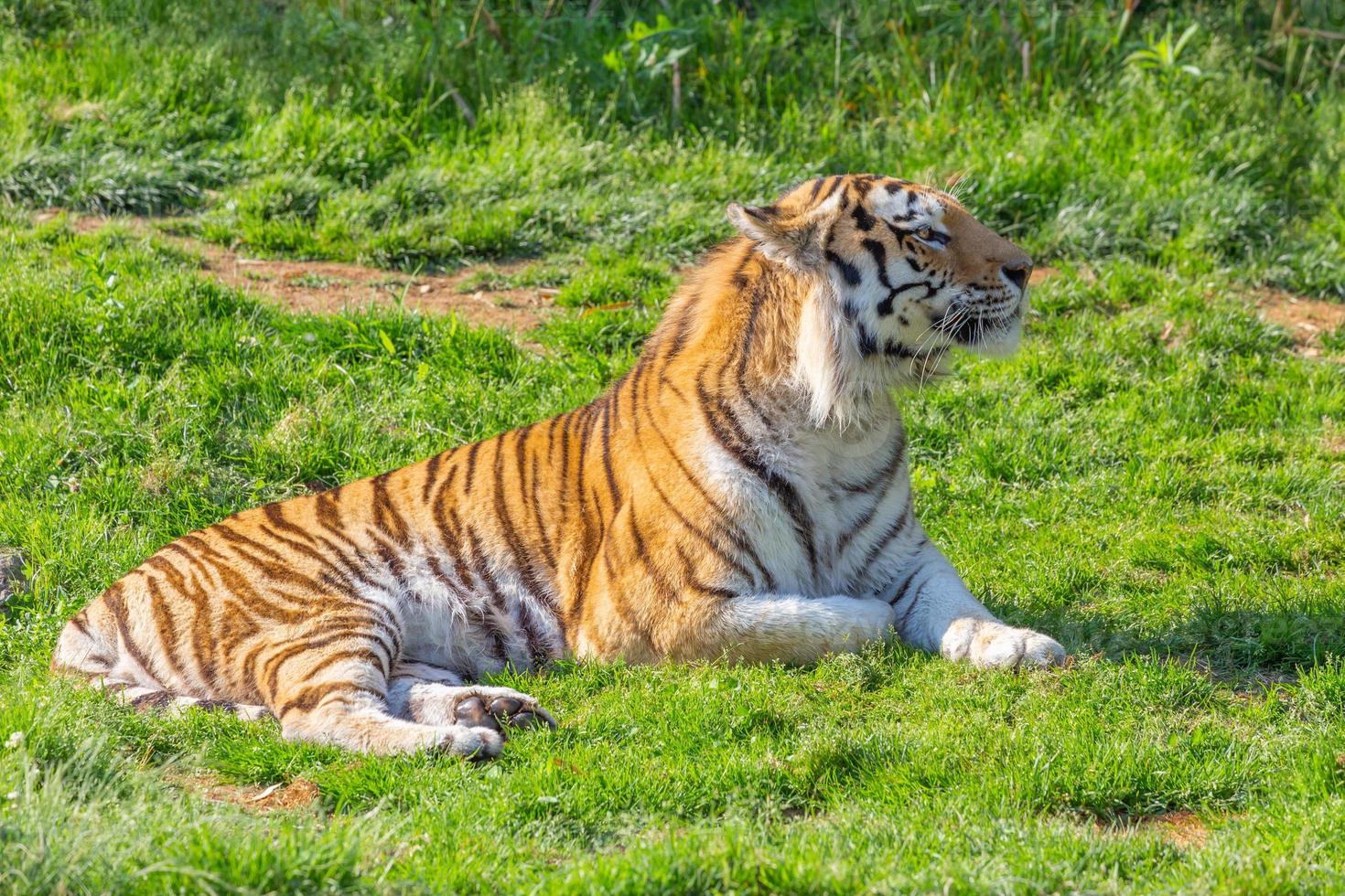 Tiger in a wildlife zoo - one of the biggest carnivore in nature ... Tiger in a wildlife zoo - one of the biggest carnivore in nature ...