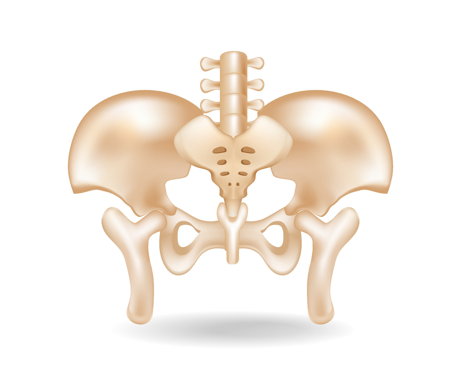 Flat 3d Isometric Concept Illustration Of Pelvic Bone Anatomy Cut 15593309 Vector Art At Vecteezy