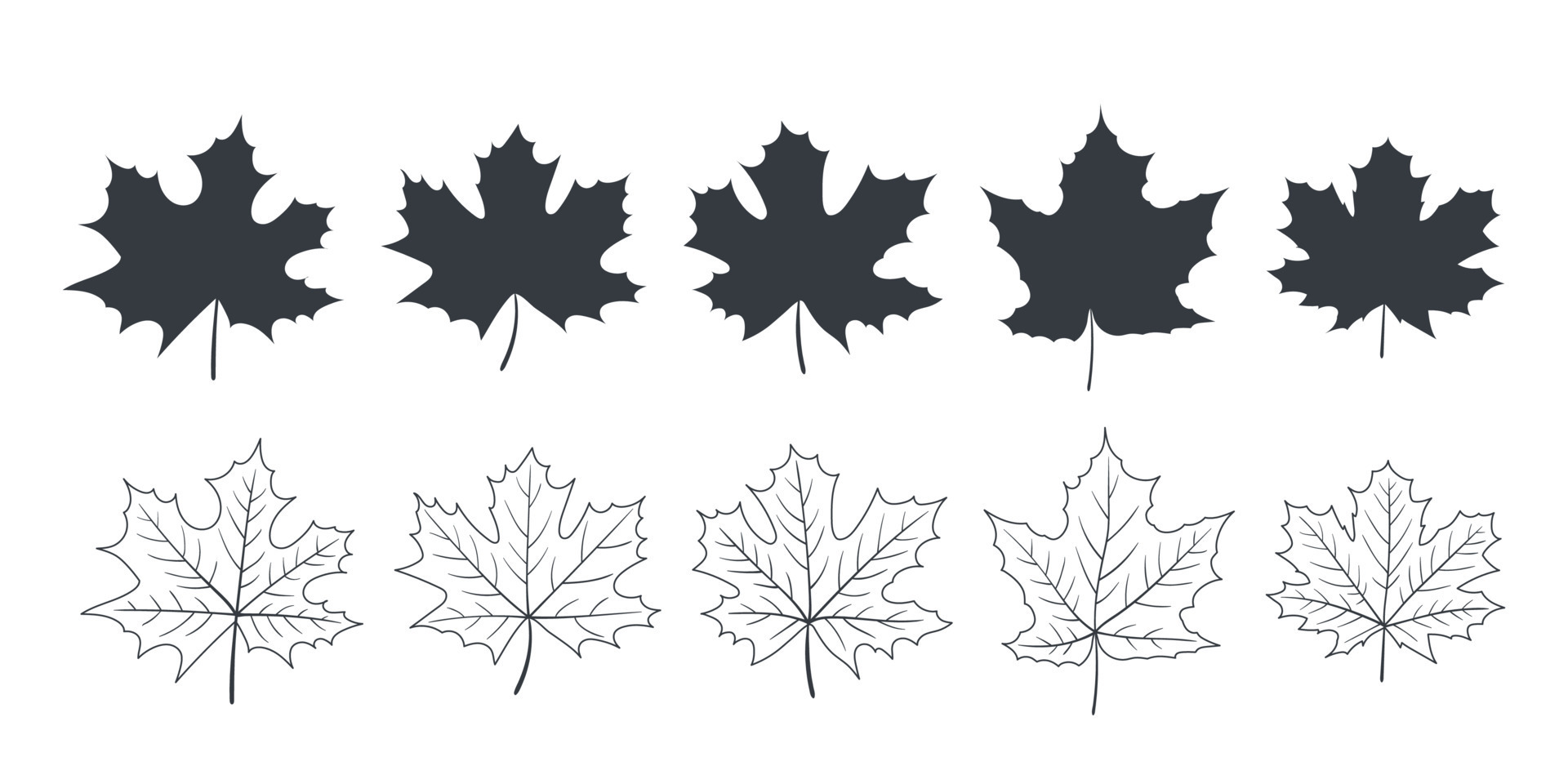 Diffe Types Maple Leaves - Infoupdate.org Diffe Types Maple Leaves - Infoupdate.org