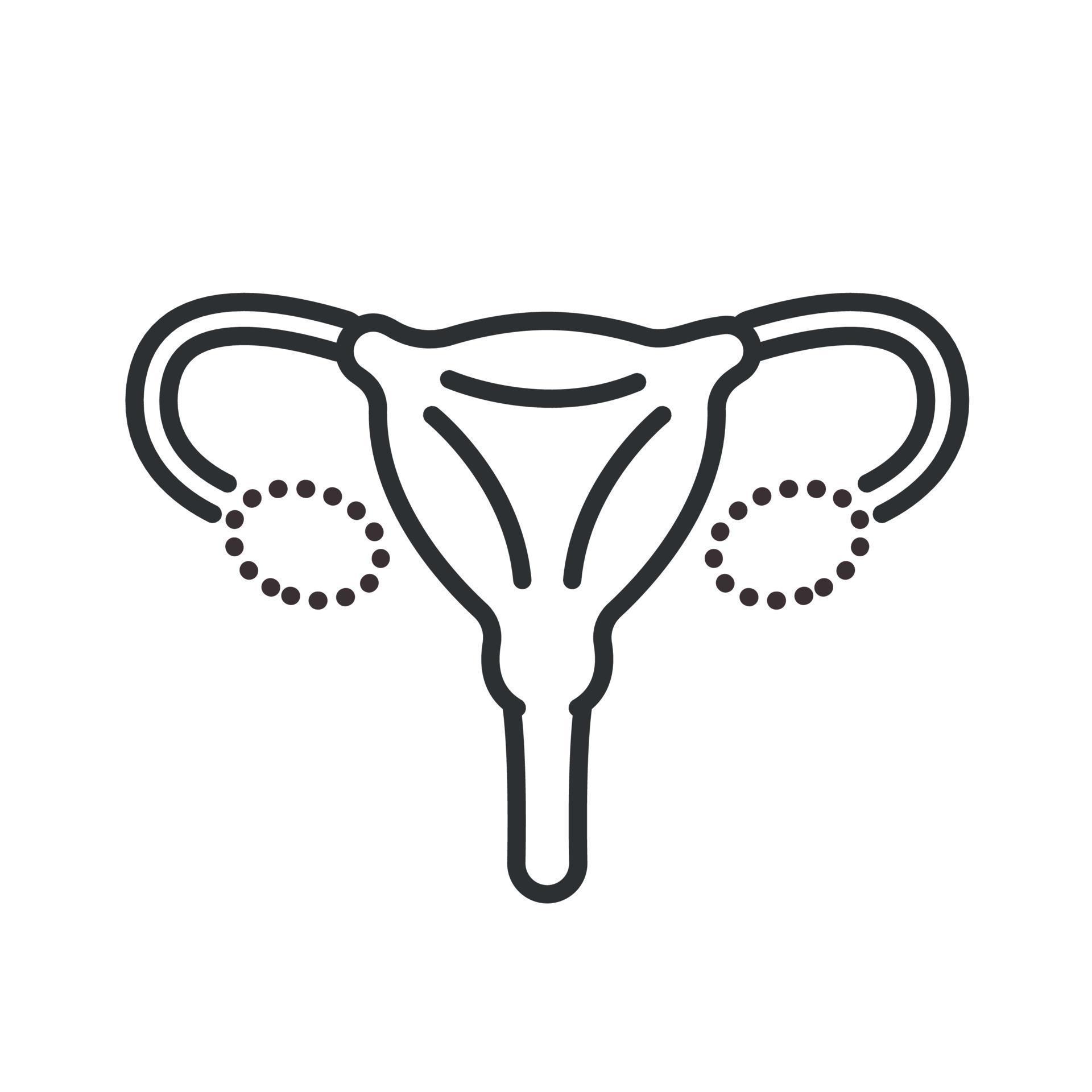 Female Reproductive Organ Uterus Ovaries Line Icon Anatomical