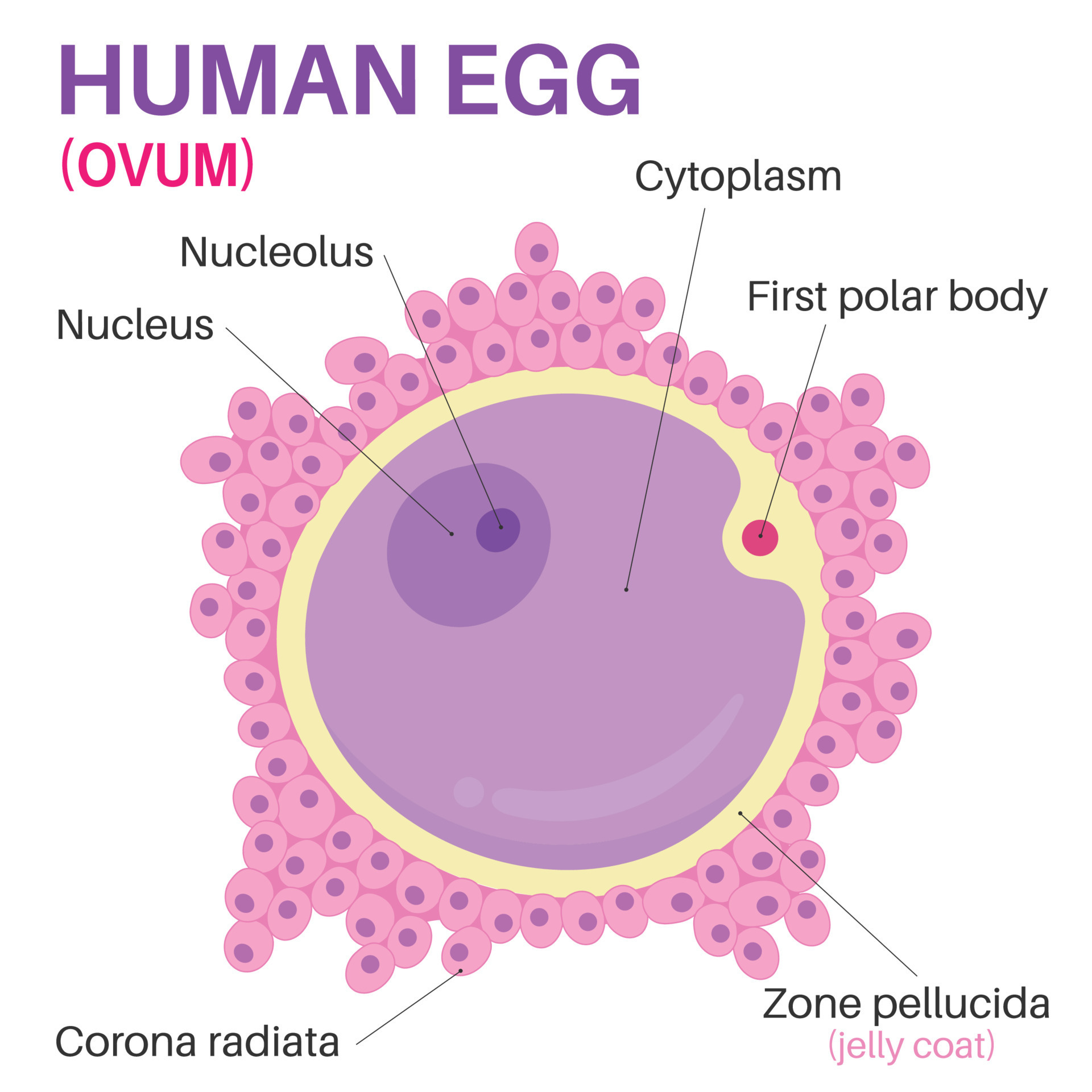 Female Egg Cell With Cytoplasm Nucleus Plasma Ovum
