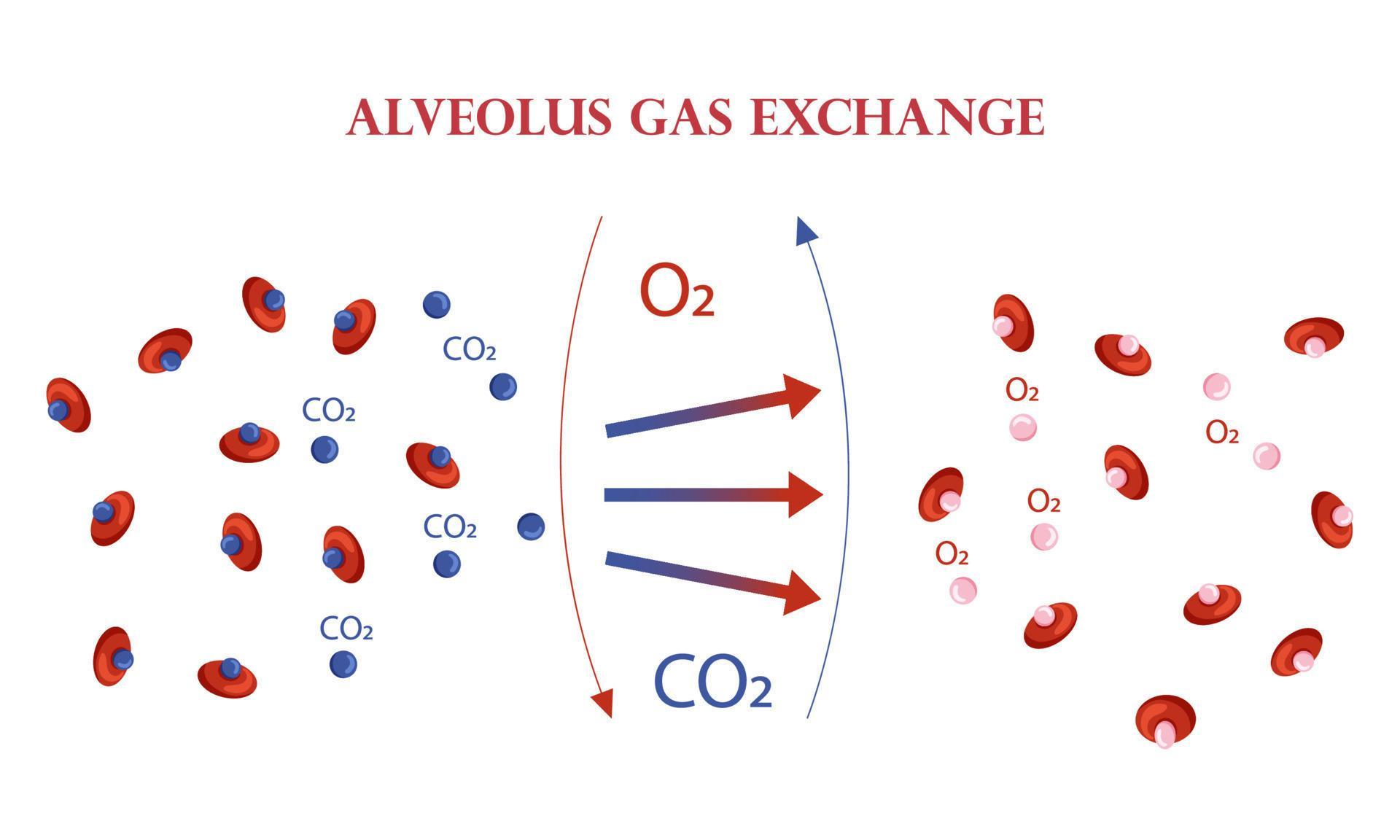 Oxygen and carbon dioxide exchange scheme in alveoli scheme 15653521 ...