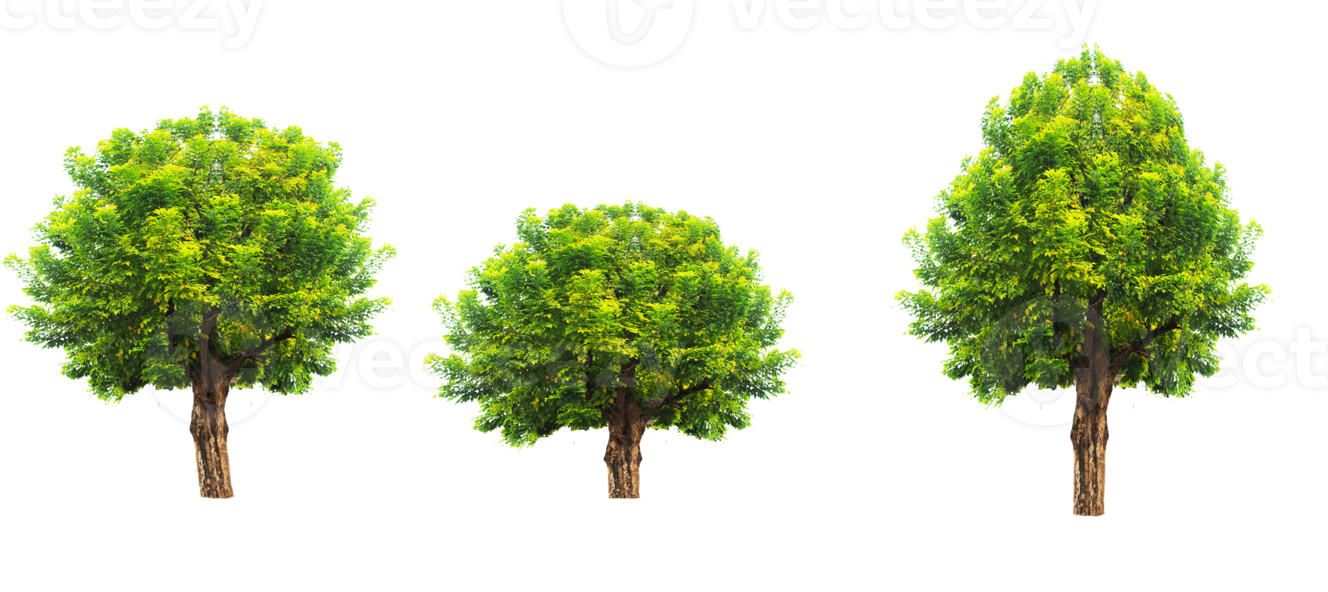 Isolated tree on transparent background 15674985 PNG