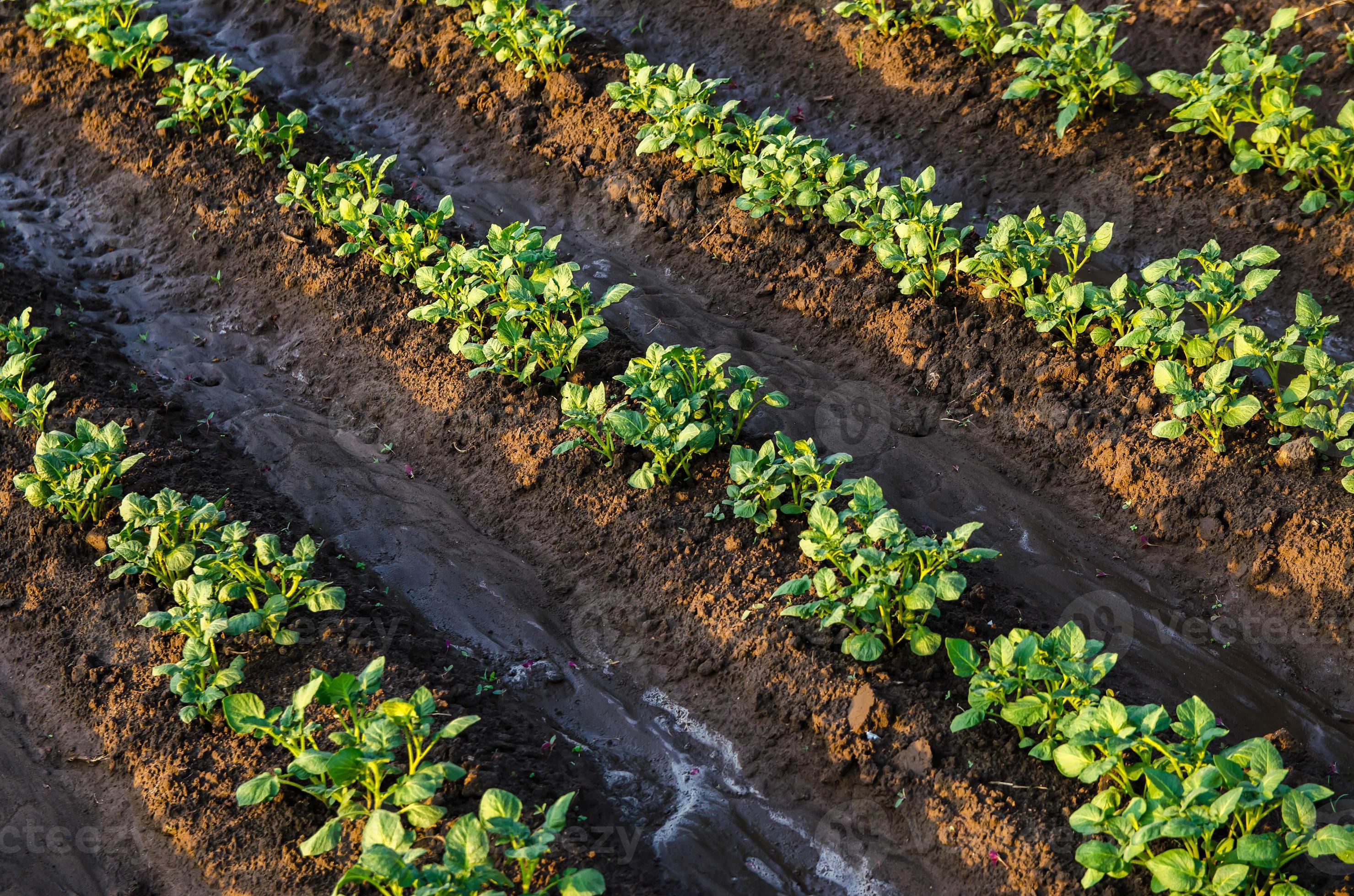 Freshly watered potato plants. Surface irrigation of crops on plantation. Agriculture and ...