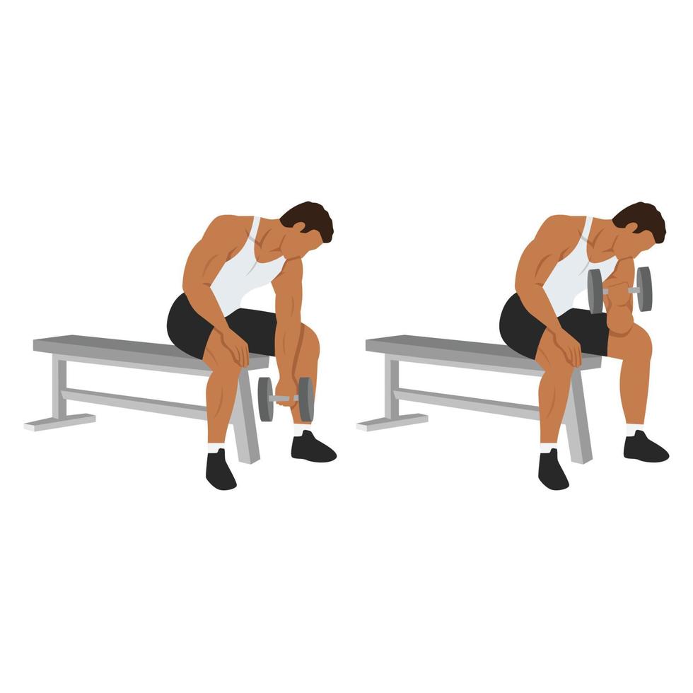 Man doing Dumbbell concentration curl. Flat vector illustration isolated on different layers ...