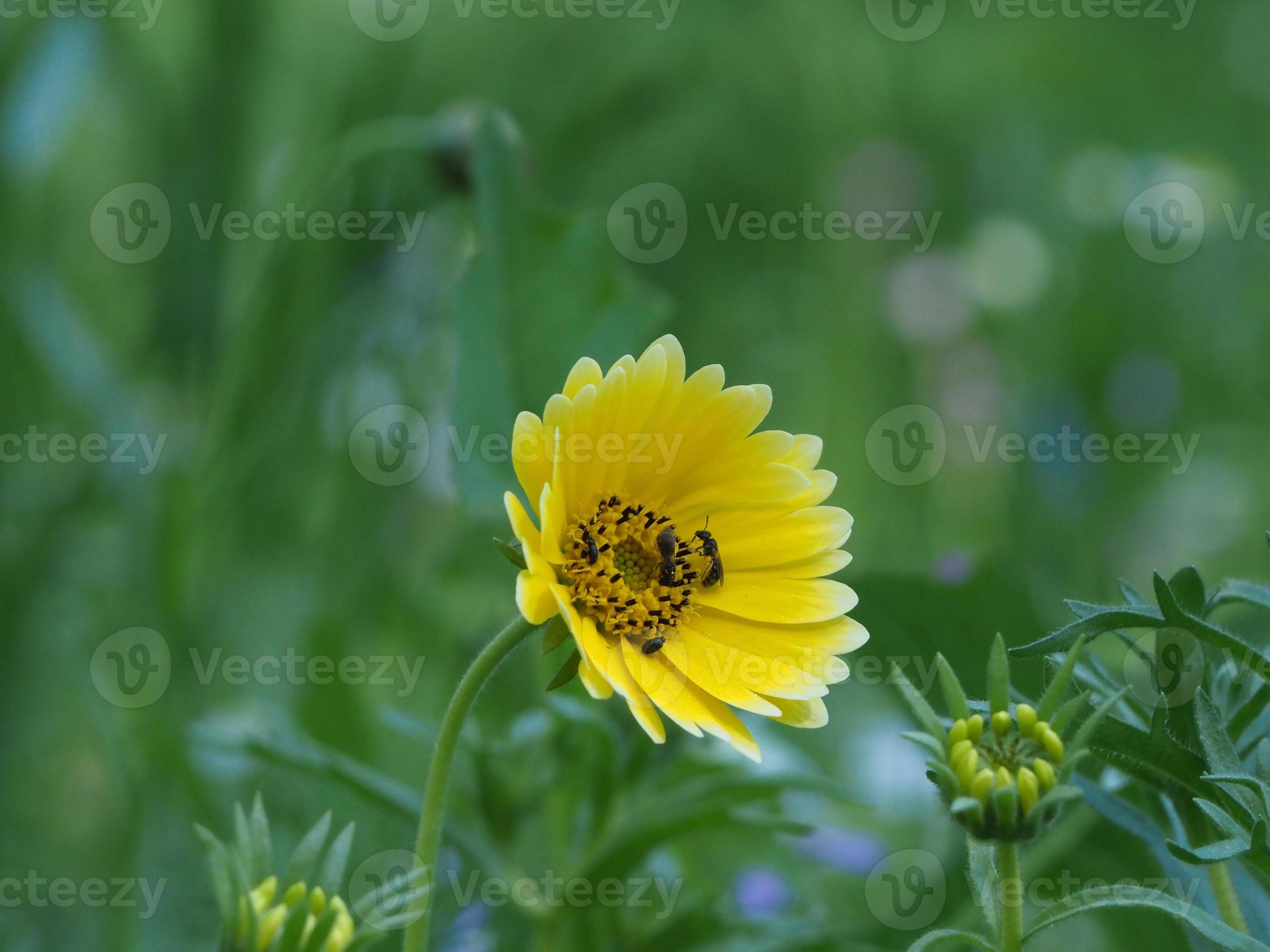 insects fetching nectar from flower 15743008 Stock Photo at Vecteezy