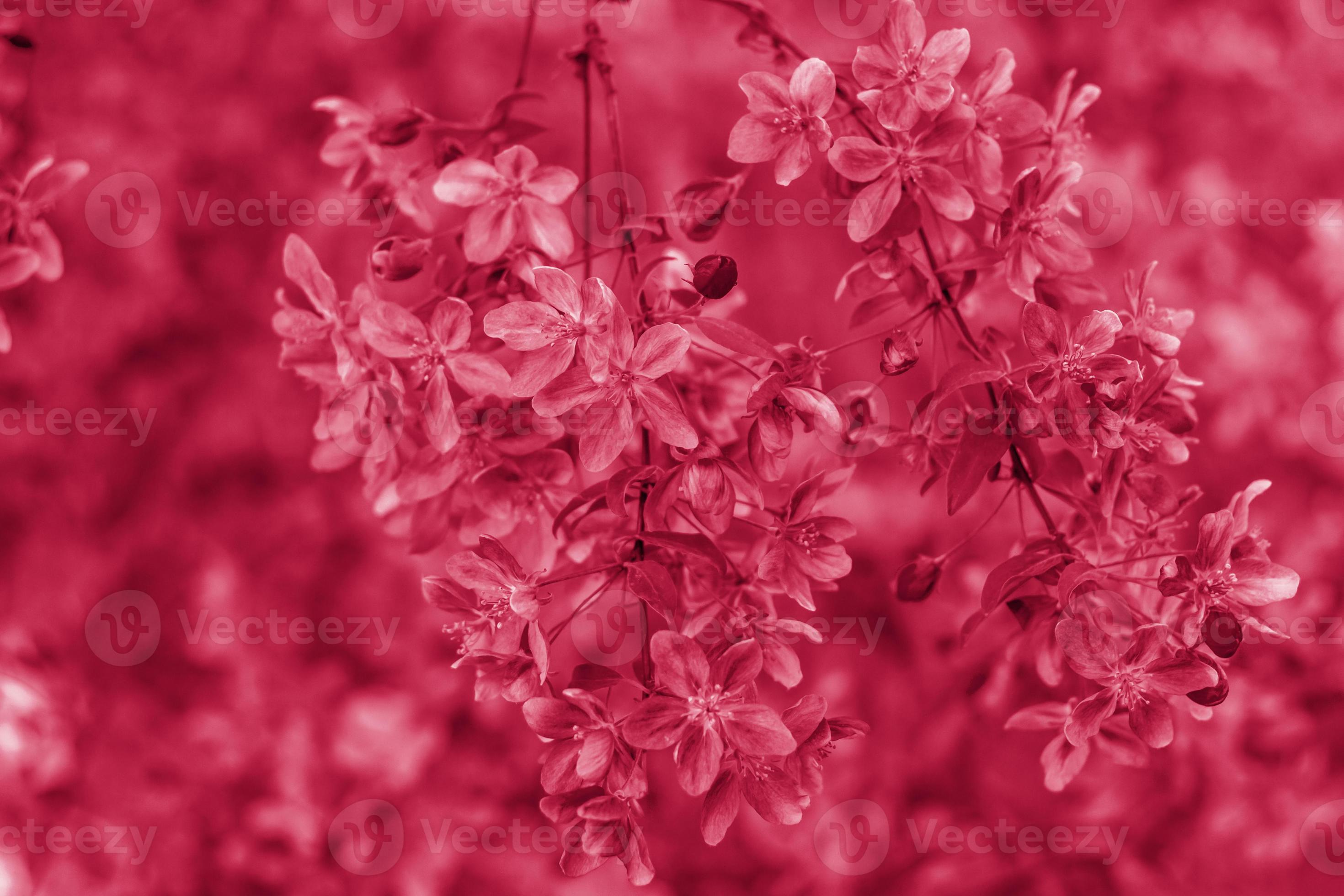 Apple tree in bloom, pink bright flowers. Spring flowering of the apple ...