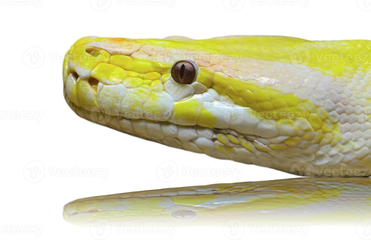 Head albino python snake isolated on white 15903647 Stock Photo at Vecteezy