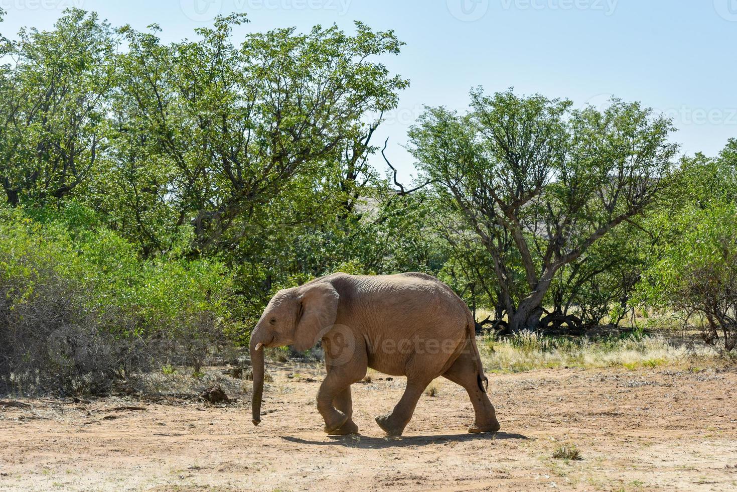 African Bush Elephants 15907952 Stock Photo at Vecteezy