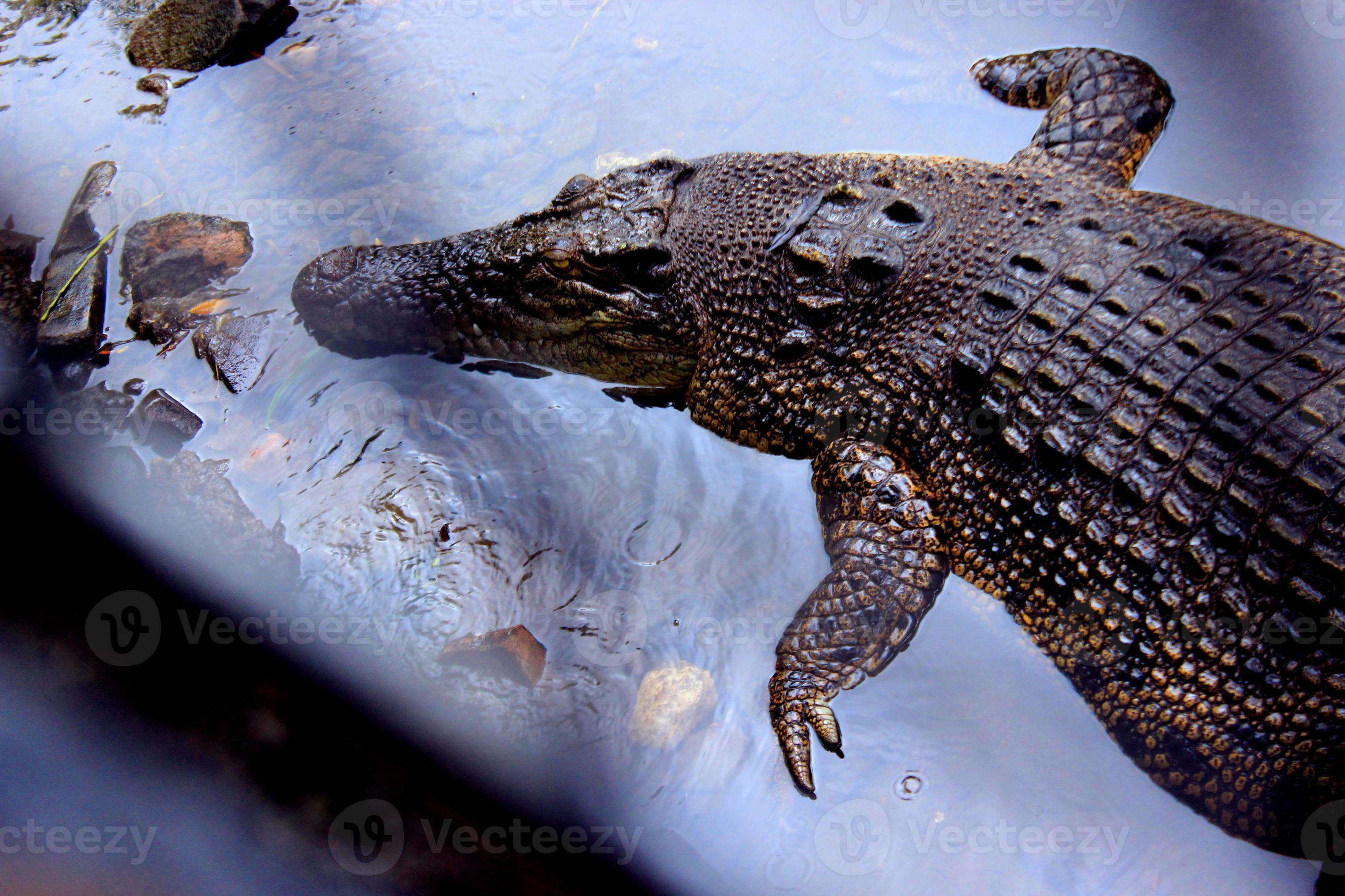 buaya muara, crocodile, Crocodylus porosus Saltwater crocodile, Indo ...
