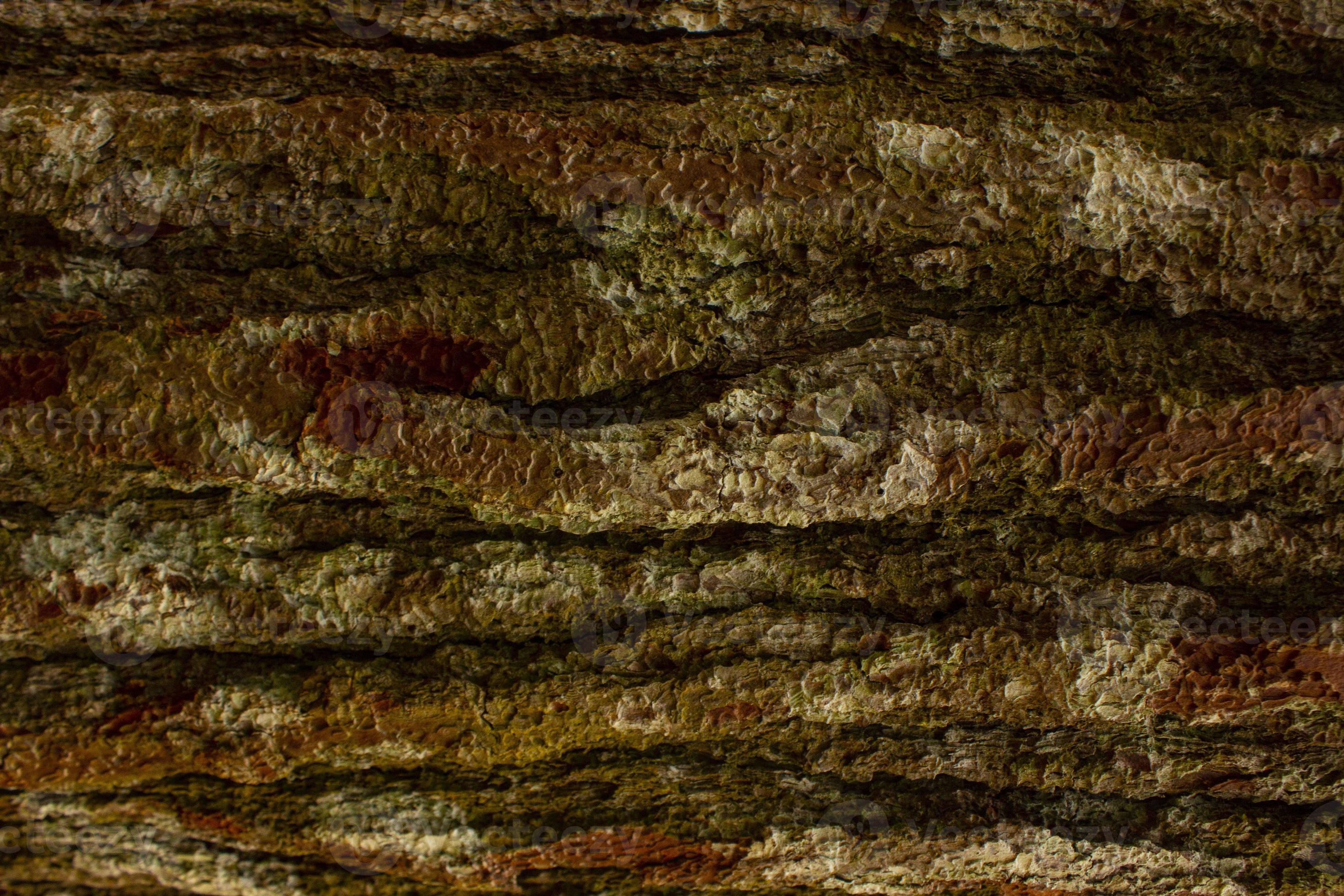 Pine tree bark texture close up. Background of plane tree bark, plane ...