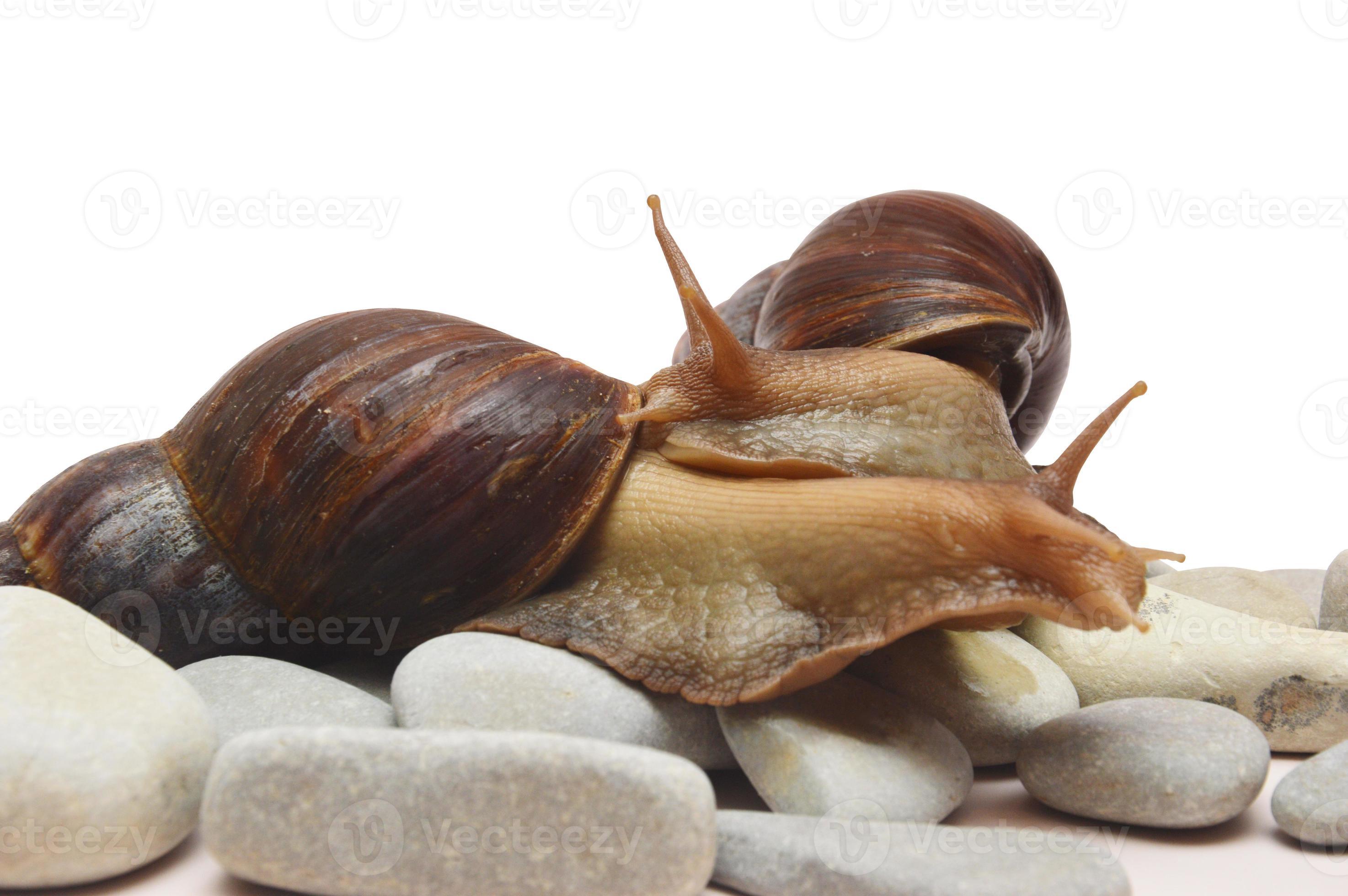 Two Large African Snails Achatina Crawl Out Of The Shell On Sea Stones