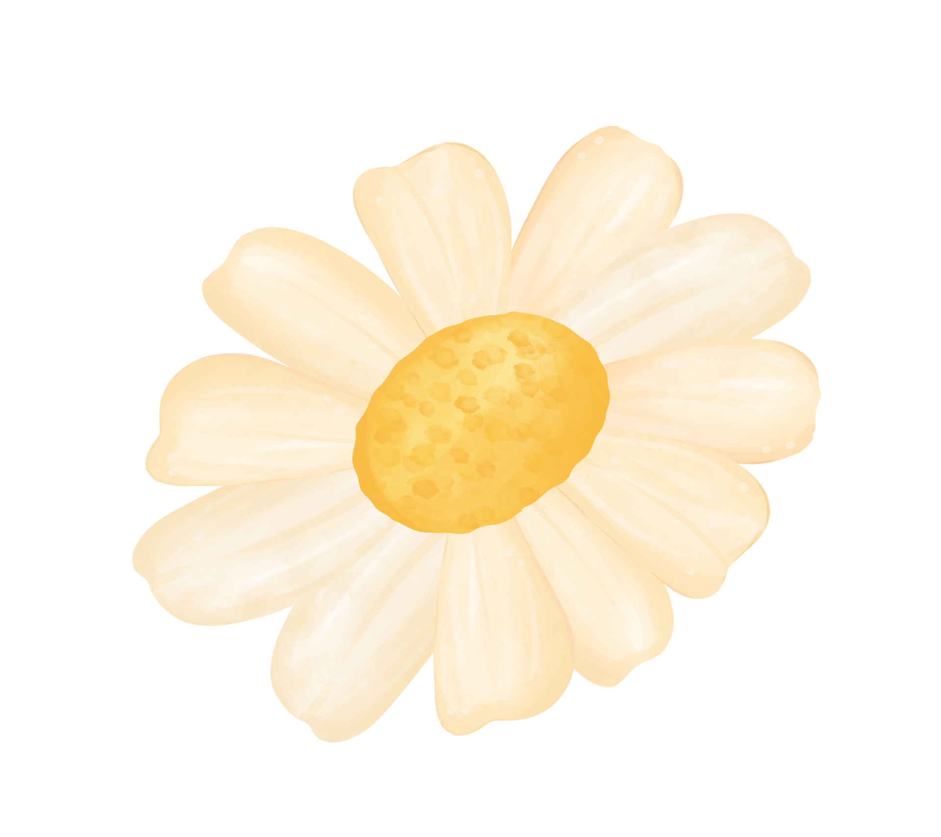 Cute Daisy Flower Watercolour Illustration 16017504 Png
