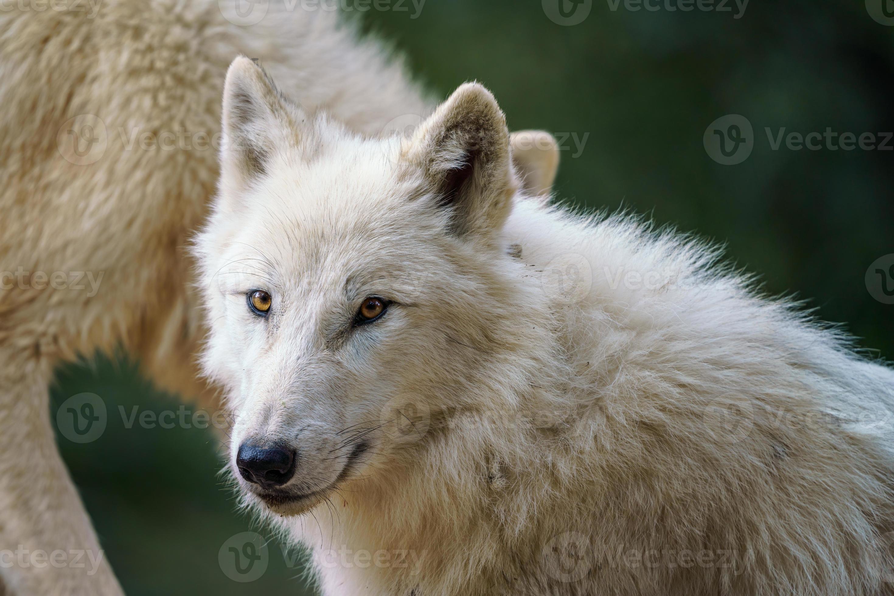 lobo ártico - canis lupus arctos, también conocido como lobo blanco o ...