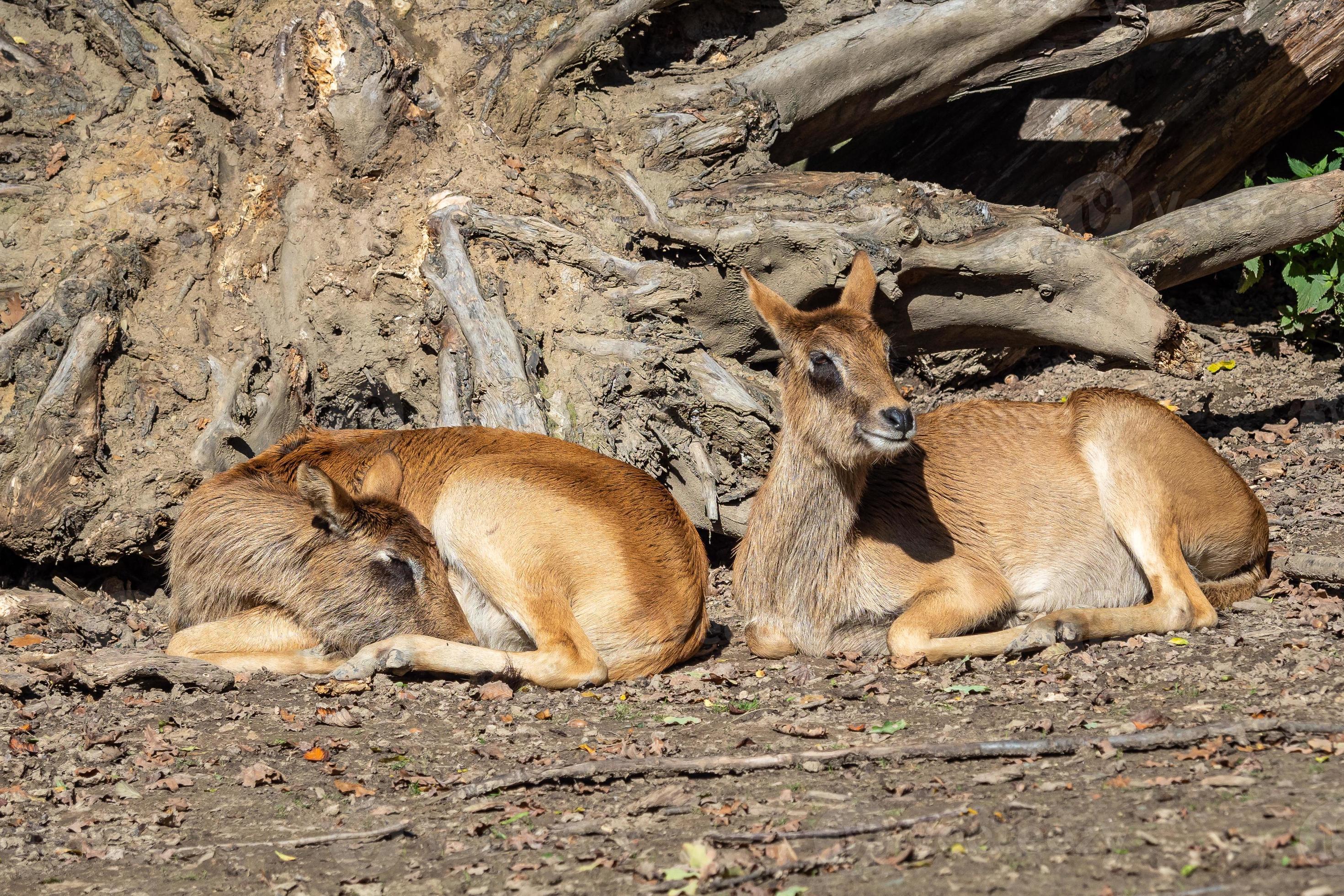 grupo de nile lechwe o mrs gray's lechwe - kobus megaceros es una especie de antílope en peligro ...