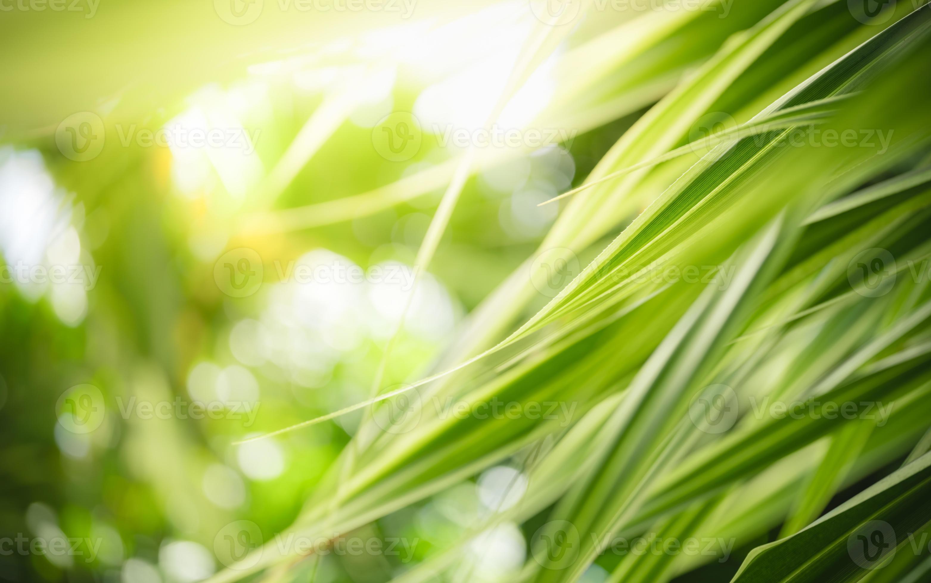 Abstract nature green blurred background nature leaf on greenery ...