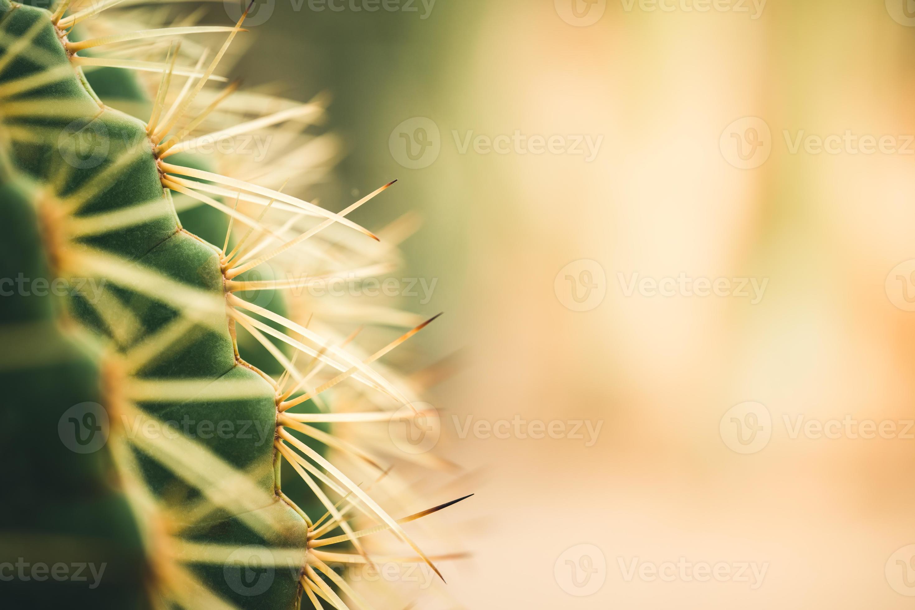 Closeup of green cuctus thorns on blurred yellow and greenery background in garden with copy ...