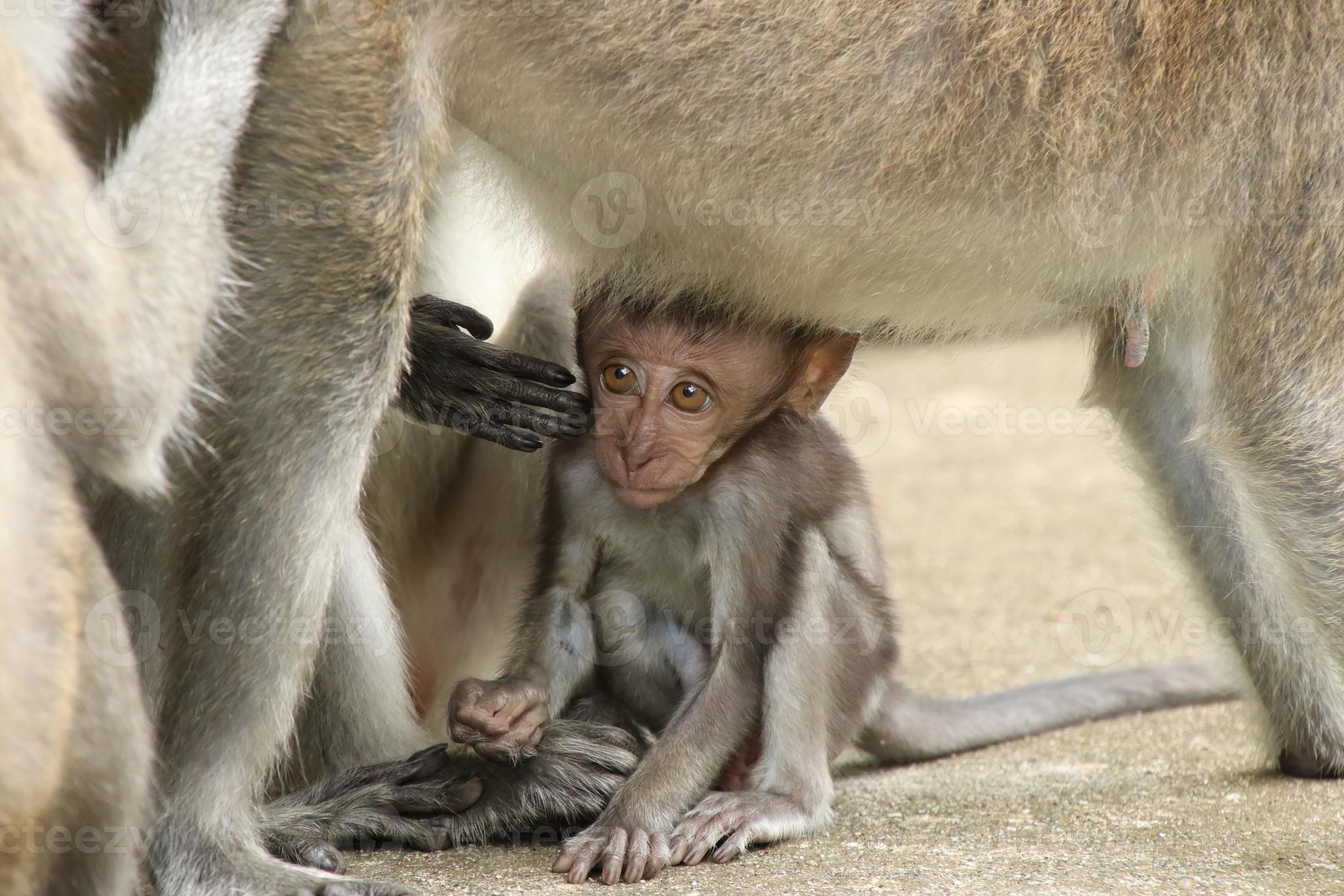Long tailed Macaque macaca fascicularis 16079220 Stock Photo at Vecteezy