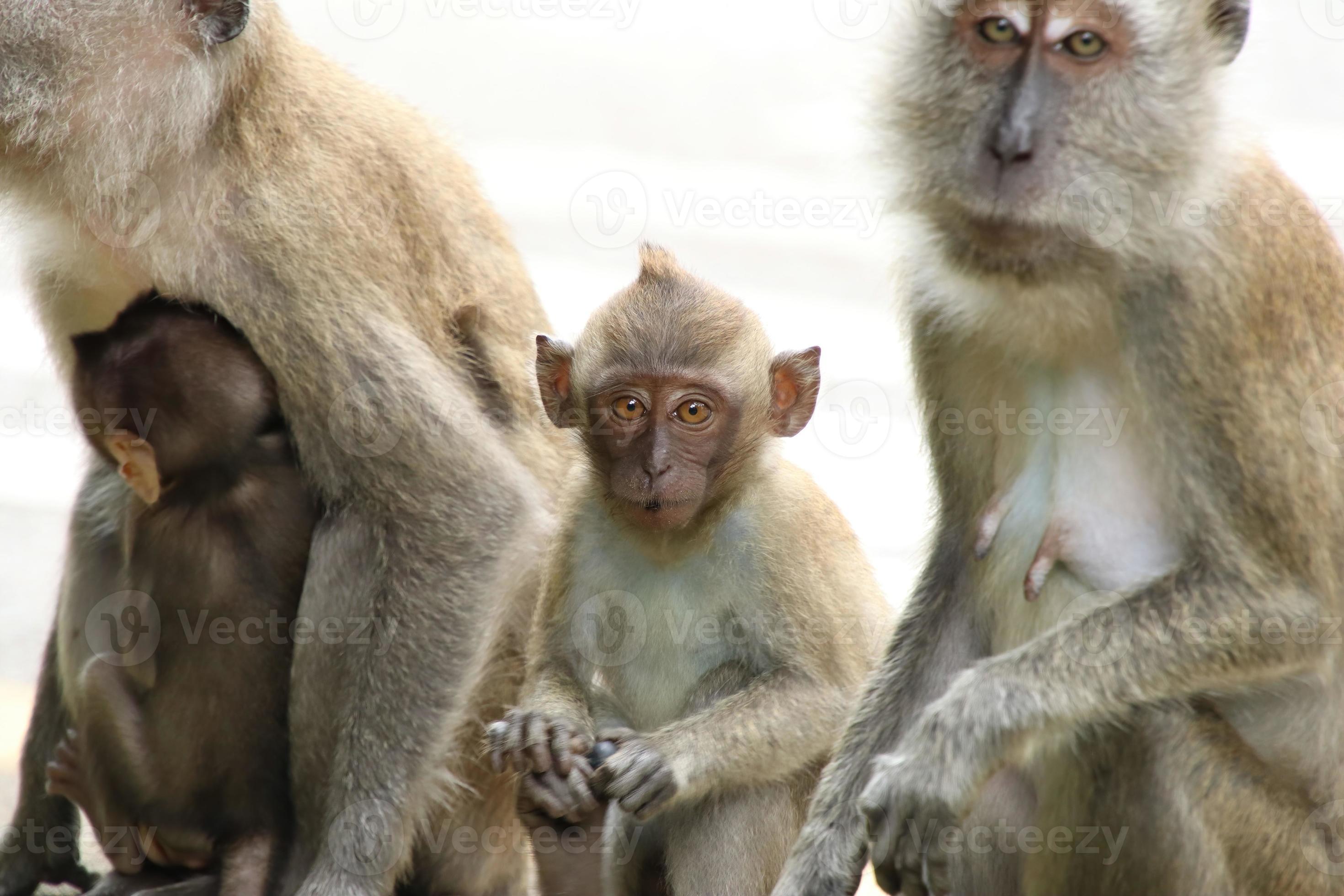 Long tailed Macaque macaca fascicularis 16079247 Stock Photo at Vecteezy