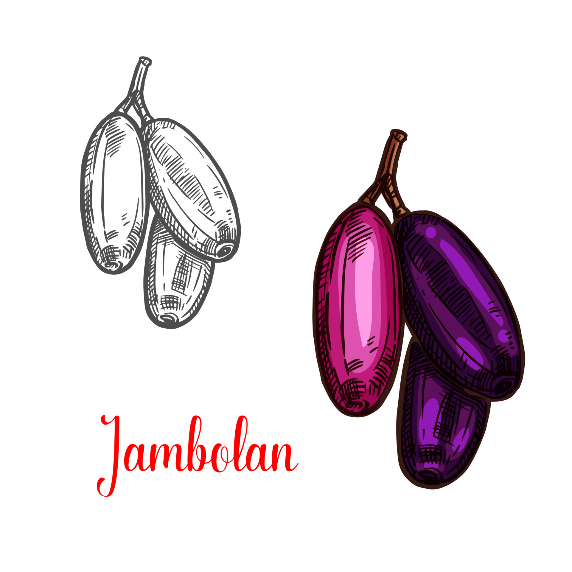 Jambolan or java plum fruit sketch of exotic berry 16136978 Vector Art ...