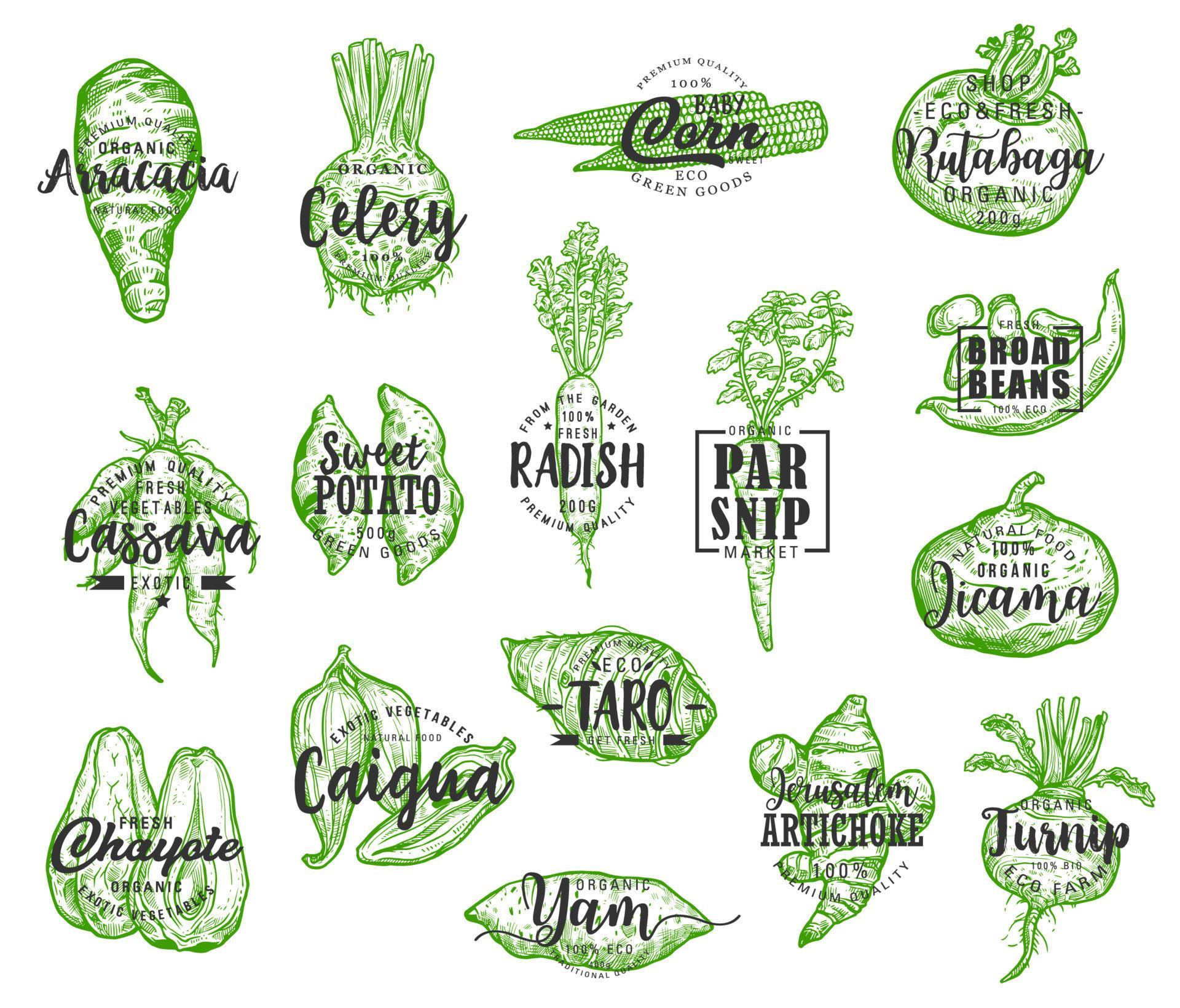 Exotic vegetable silhouettes with lettering 16163116 Vector Art at Vecteezy