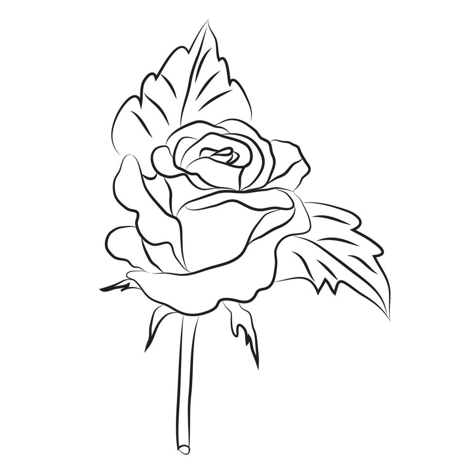 Hand Drawn Rose Line Drawing Images Illustration Collectio 16219993 Vector Art At Vecteezy