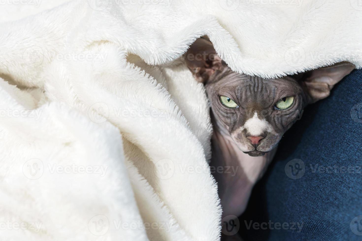 Lazy cute cat is lying under blanket 16237943 Stock Photo at Vecteezy Lazy cute cat is lying under blanket 16237943 Stock Photo at Vecteezy