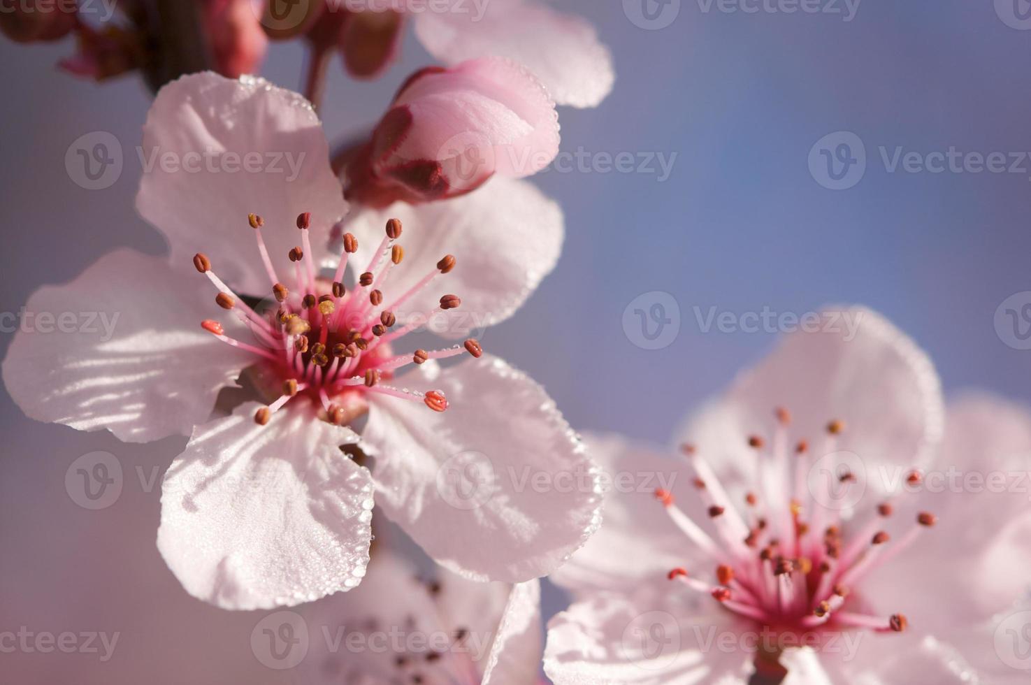 Woman Pouring Fresh Reverse Osmosis Purified Water Into Glass in Kitchen. 16298455 Stock Photo ...