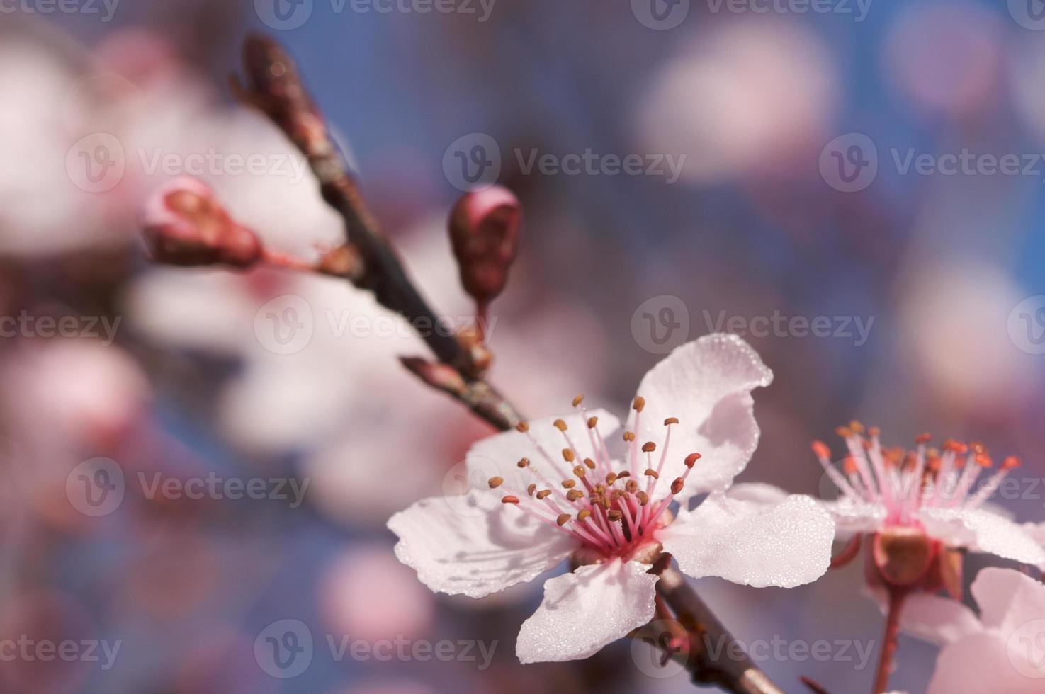 Woman Pouring Fresh Reverse Osmosis Purified Water Into Glass in Kitchen. 16298477 Stock Photo ...