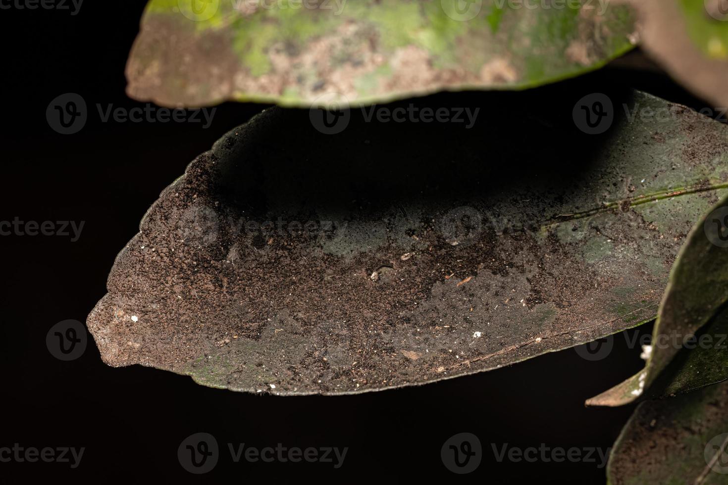 Black Sooty Mold 16321442 Stock Photo at Vecteezy