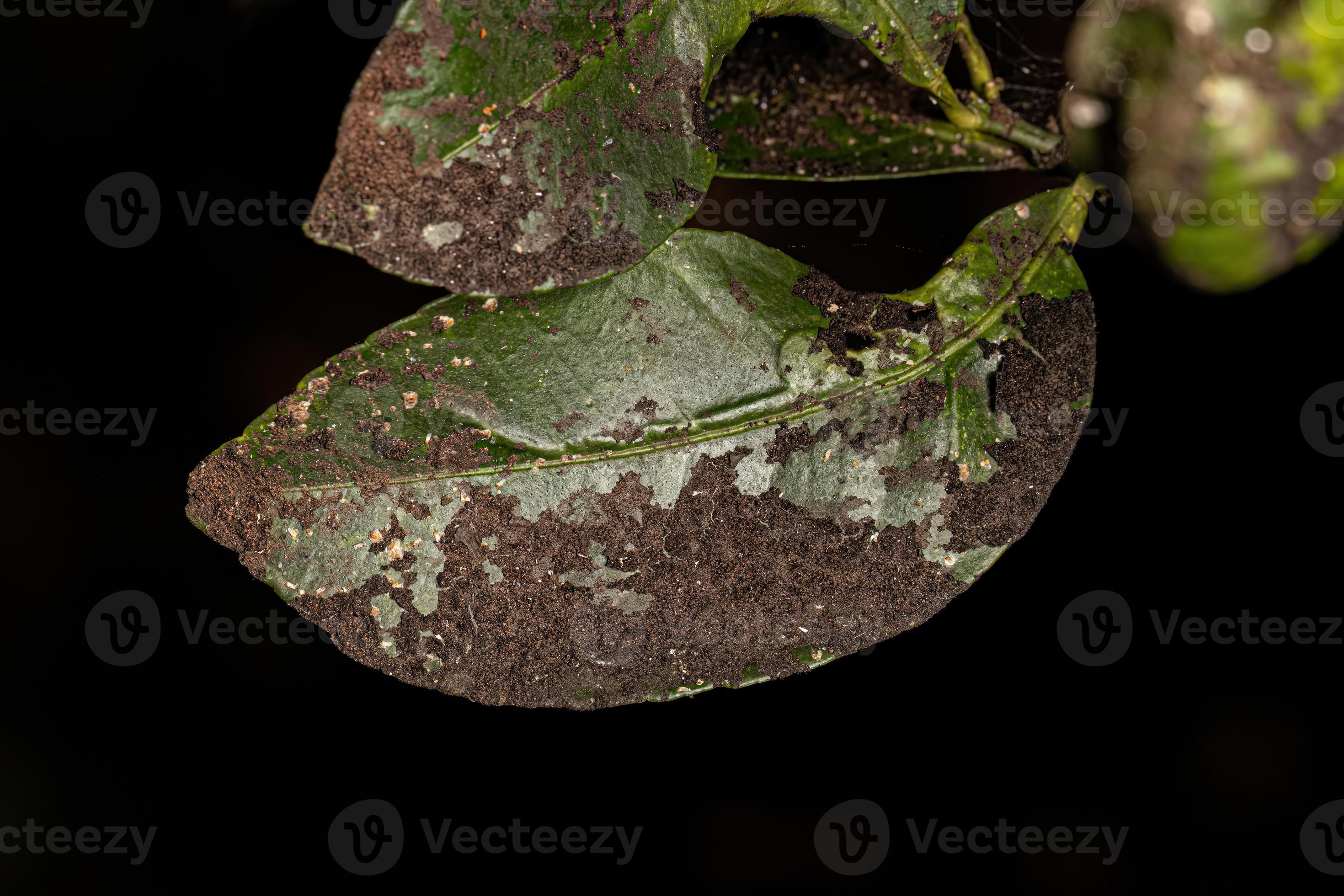 Black Sooty Mold 16321451 Stock Photo at Vecteezy