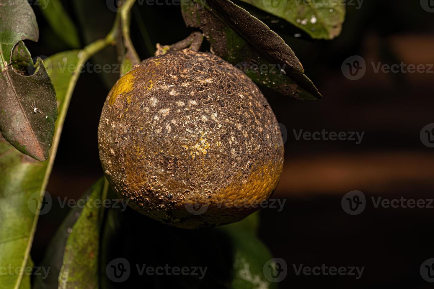 Black Sooty Mold 16321466 Stock Photo at Vecteezy