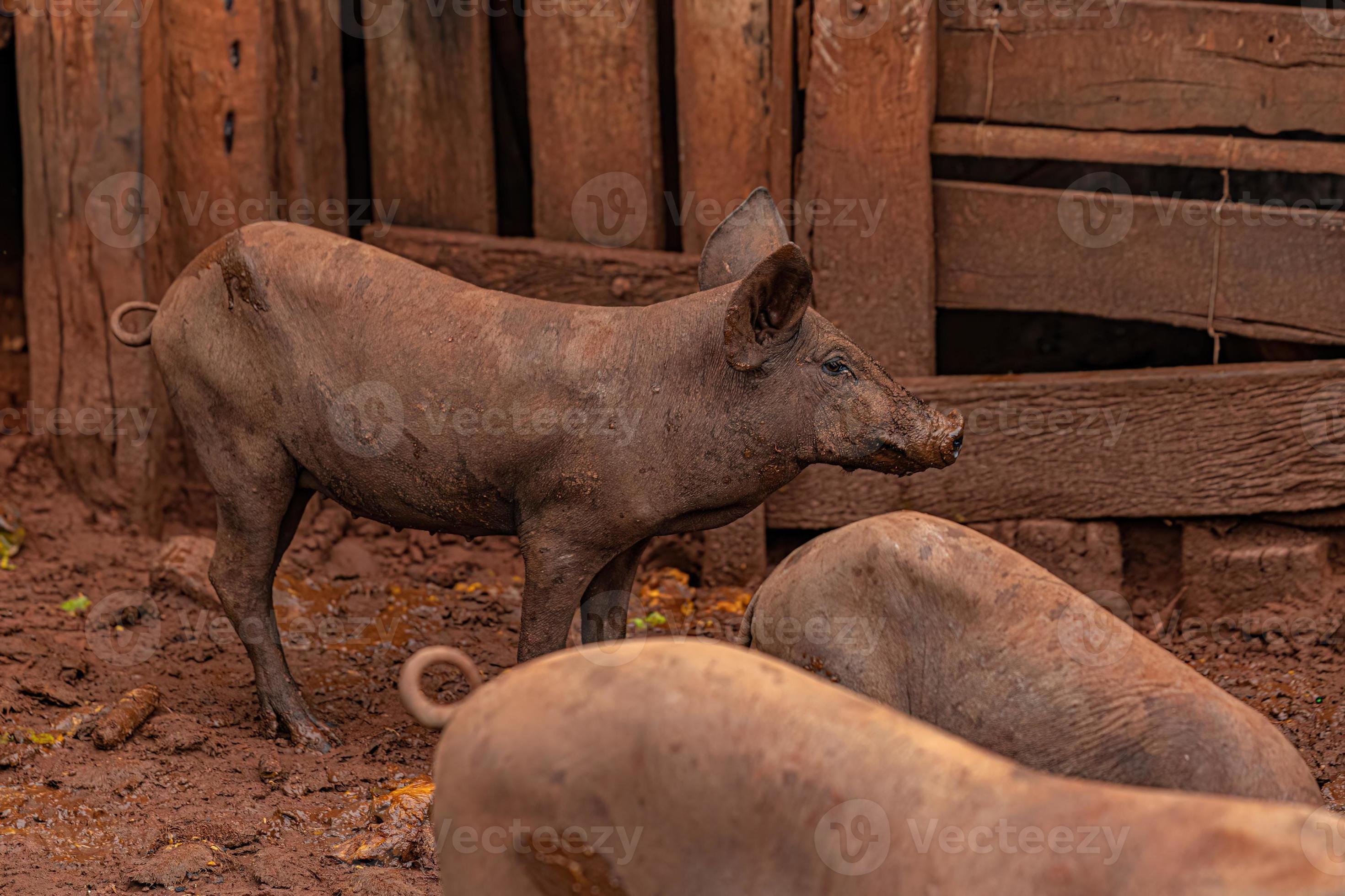 Pig raised in an outdoor pigsty 16321550 Stock Photo at Vecteezy