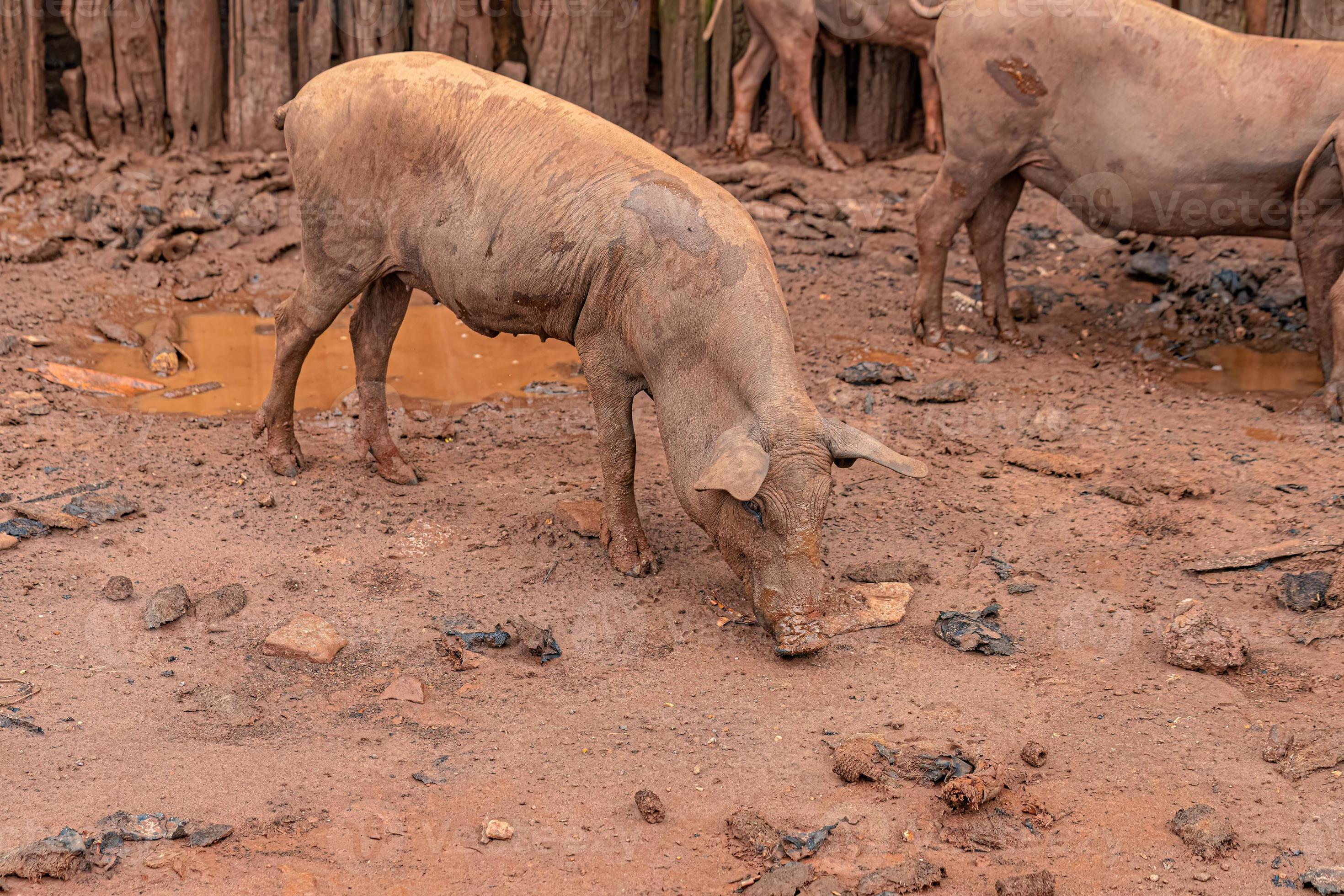 Pig raised in an outdoor pigsty 16321774 Stock Photo at Vecteezy