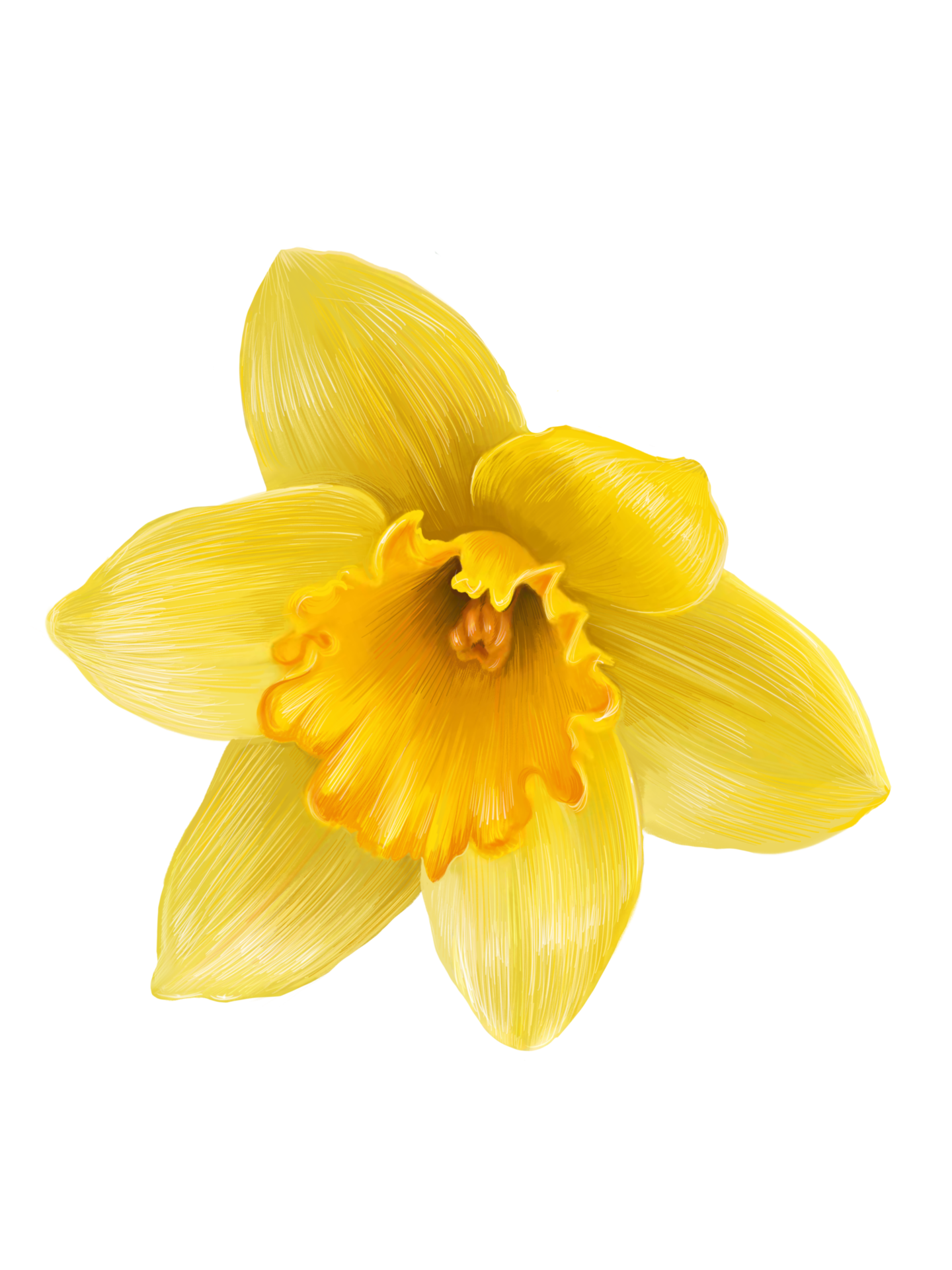 yellow daffodil closeup realistic illustration of spring flowers ... yellow daffodil closeup realistic illustration of spring flowers ...