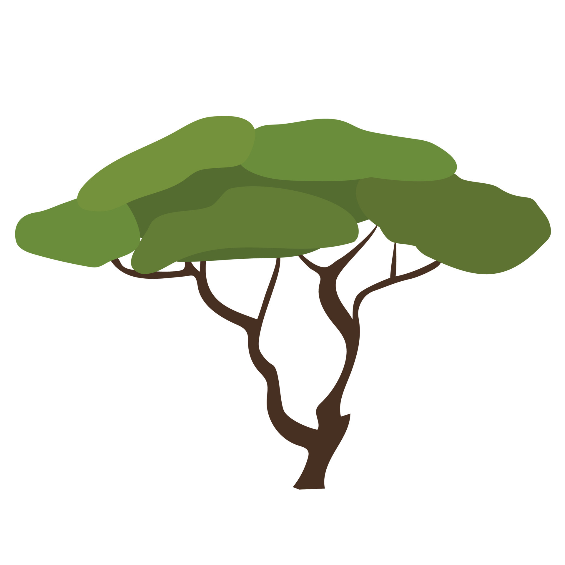 Acacia isolated on white background. Vector illustration. Tree in ... Acacia isolated on white background. Vector illustration. Tree in ...