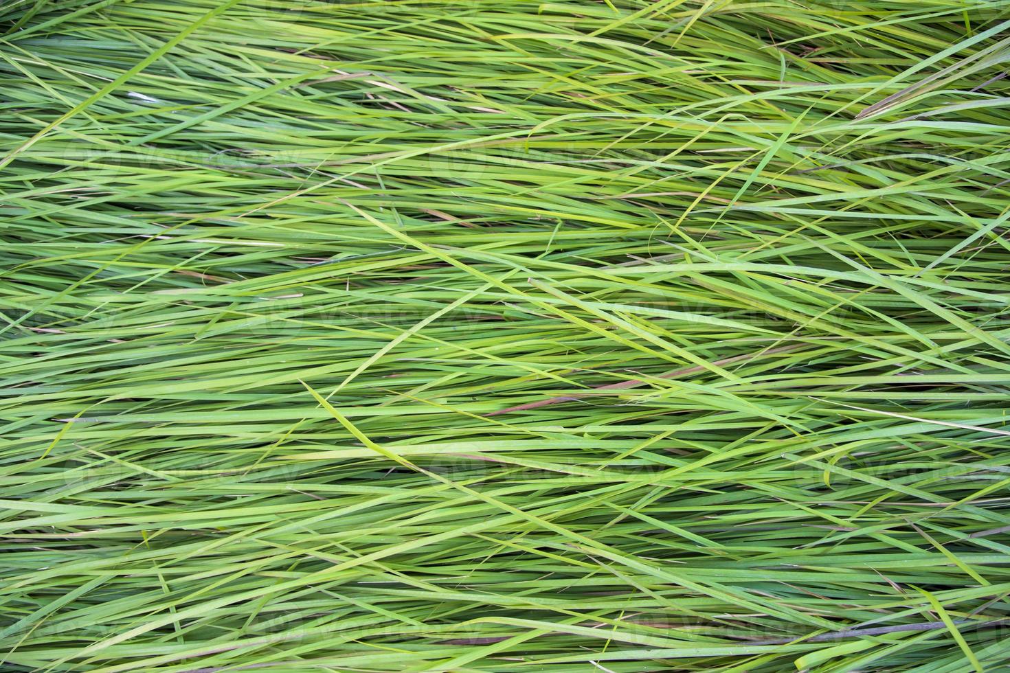 Close Up Green Long Grass Pattern Texture Can Be Used As A Natural Background Wallpaper 16342380