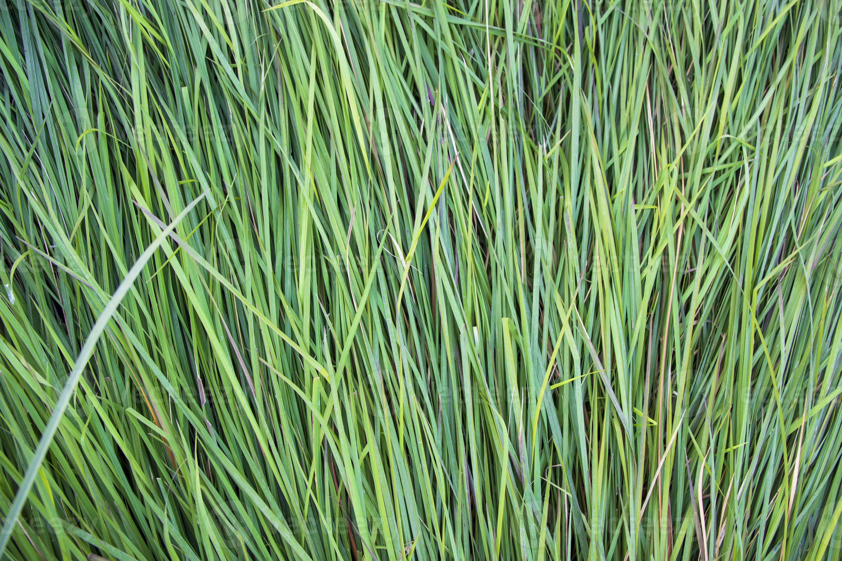 Close Up Green Long Grass Pattern Texture Can Be Used As A Natural Background Wallpaper 16342546