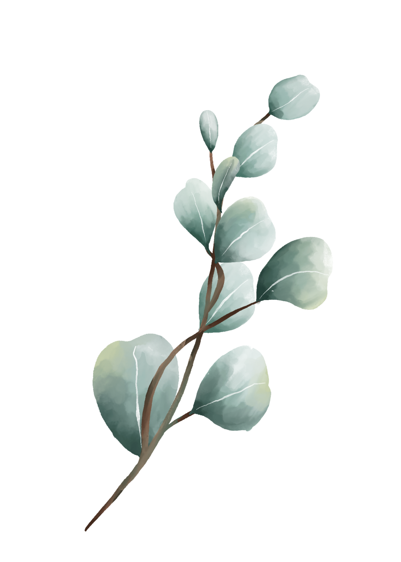 Eucalyptus Watercolor Leaves Illustration 9369520 Png - vrogue.co Eucalyptus Watercolor Leaves Illustration 9369520 Png - vrogue.co