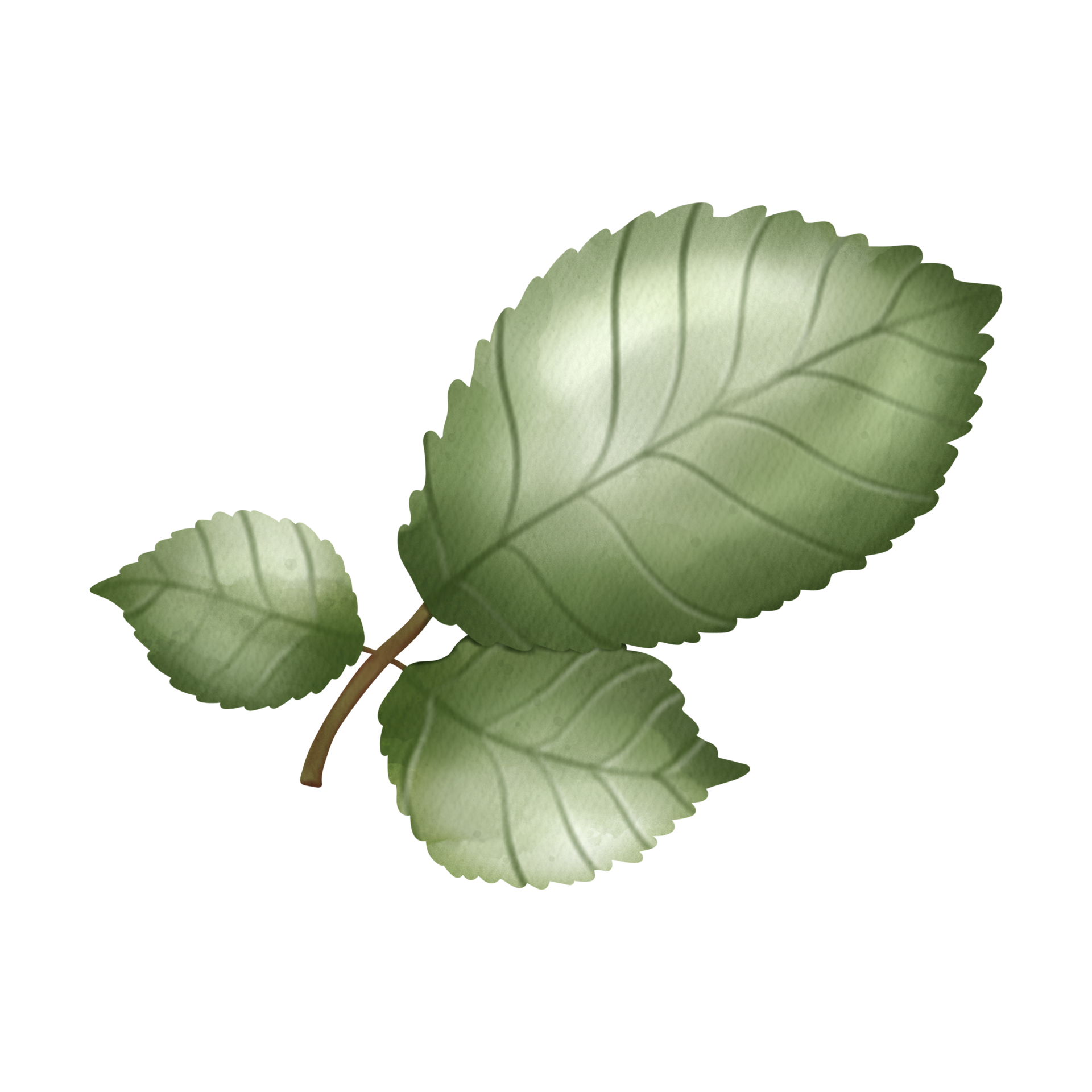 Green Leaves Of A Rose On An Isolated White Background Watercolor green-leaves-of-a-rose-on-an-isolated-white-background-watercolor