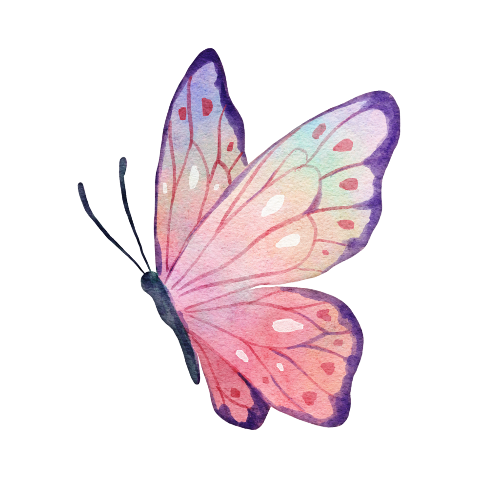 Imagens Png Borboletas